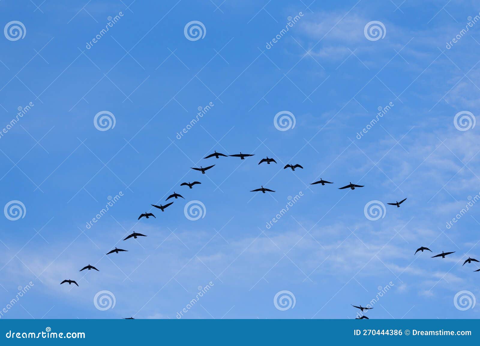 Group of Migrating Geese Birds Stock Photo - Image of freedom ...