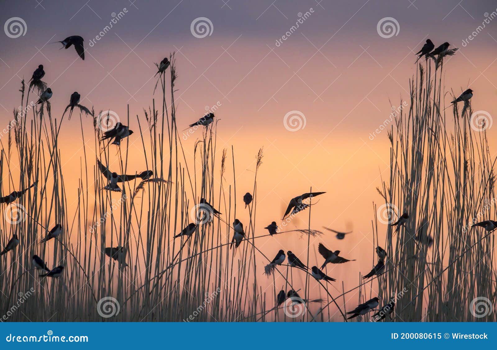 Group of Migratory Barn Swallows Preparing for Communal Roosting in ...