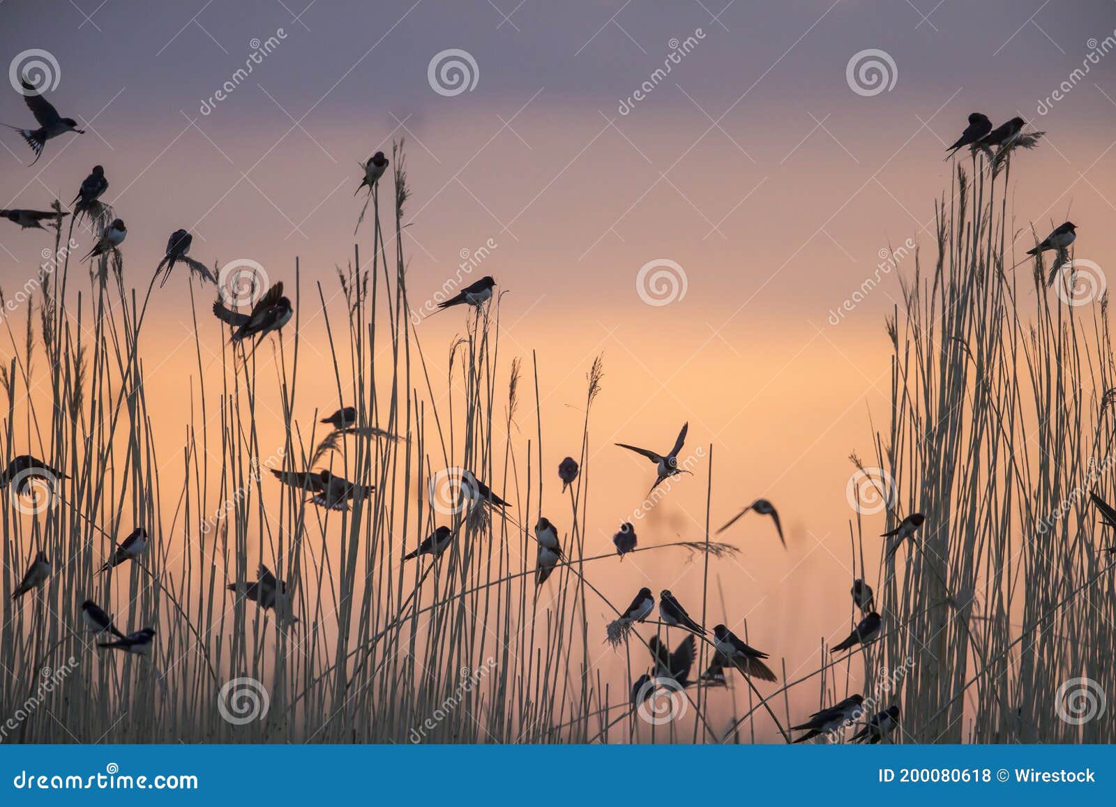 Communal Roosting Photos - Free & Royalty-Free Stock Photos from Dreamstime