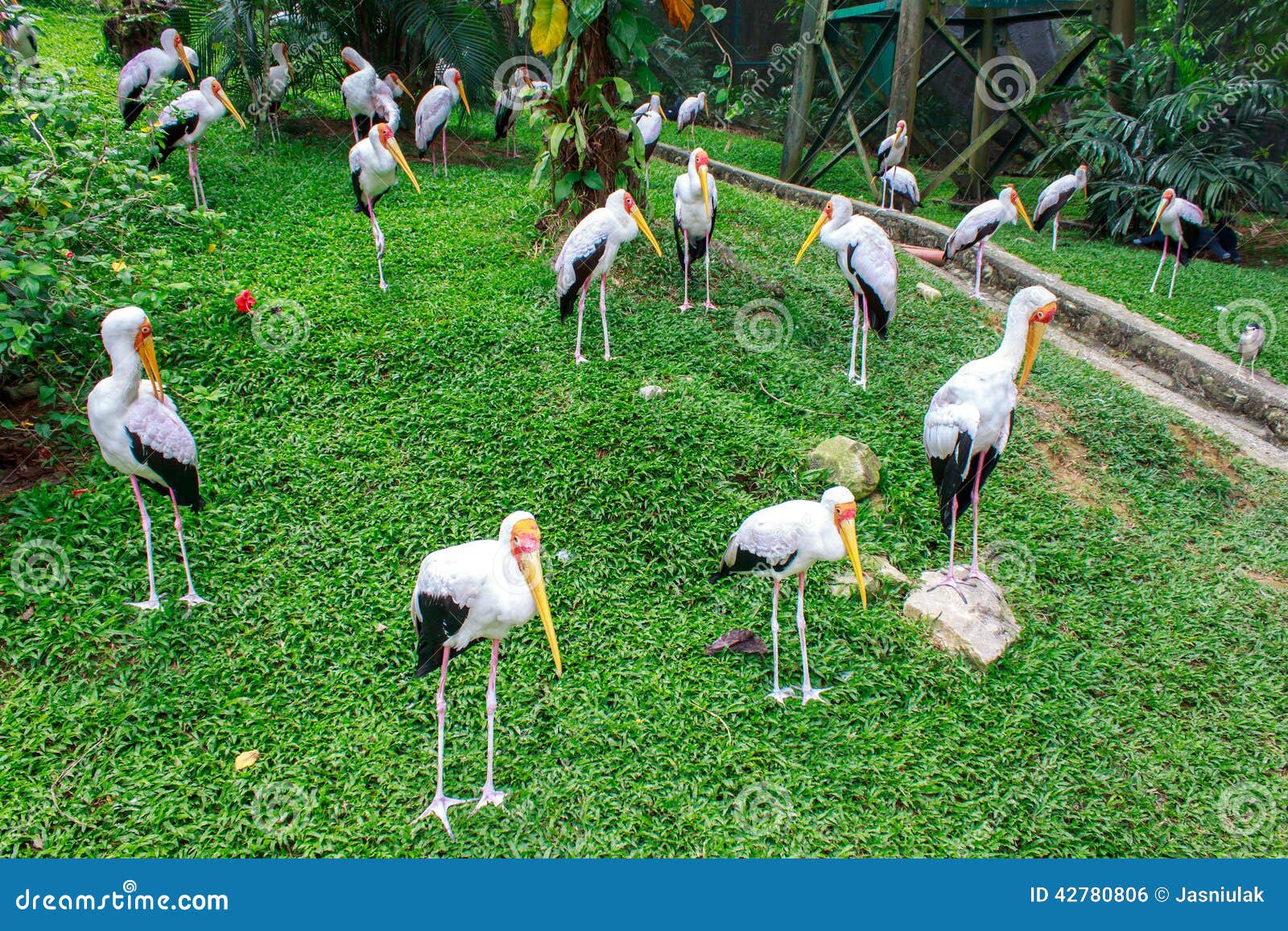 Group of milky stork stock photo. Image of home, aquatic - 42780806
