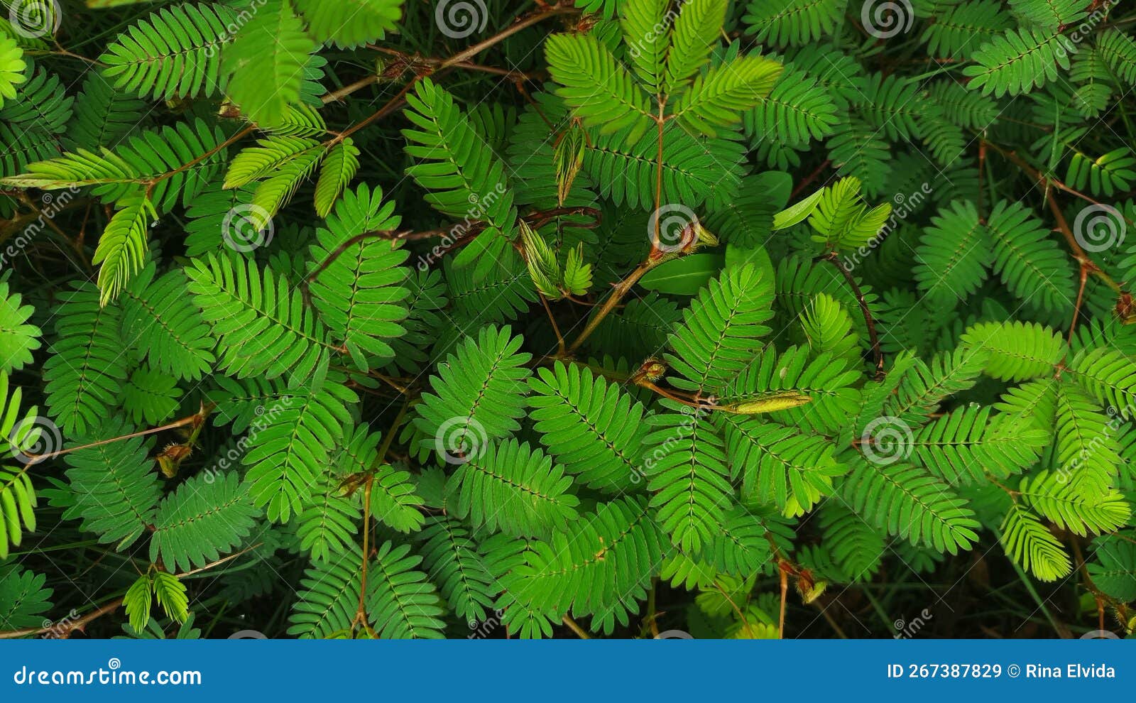 Group of mimosa pudica stock image. Image of fresh, mimosa - 267387829