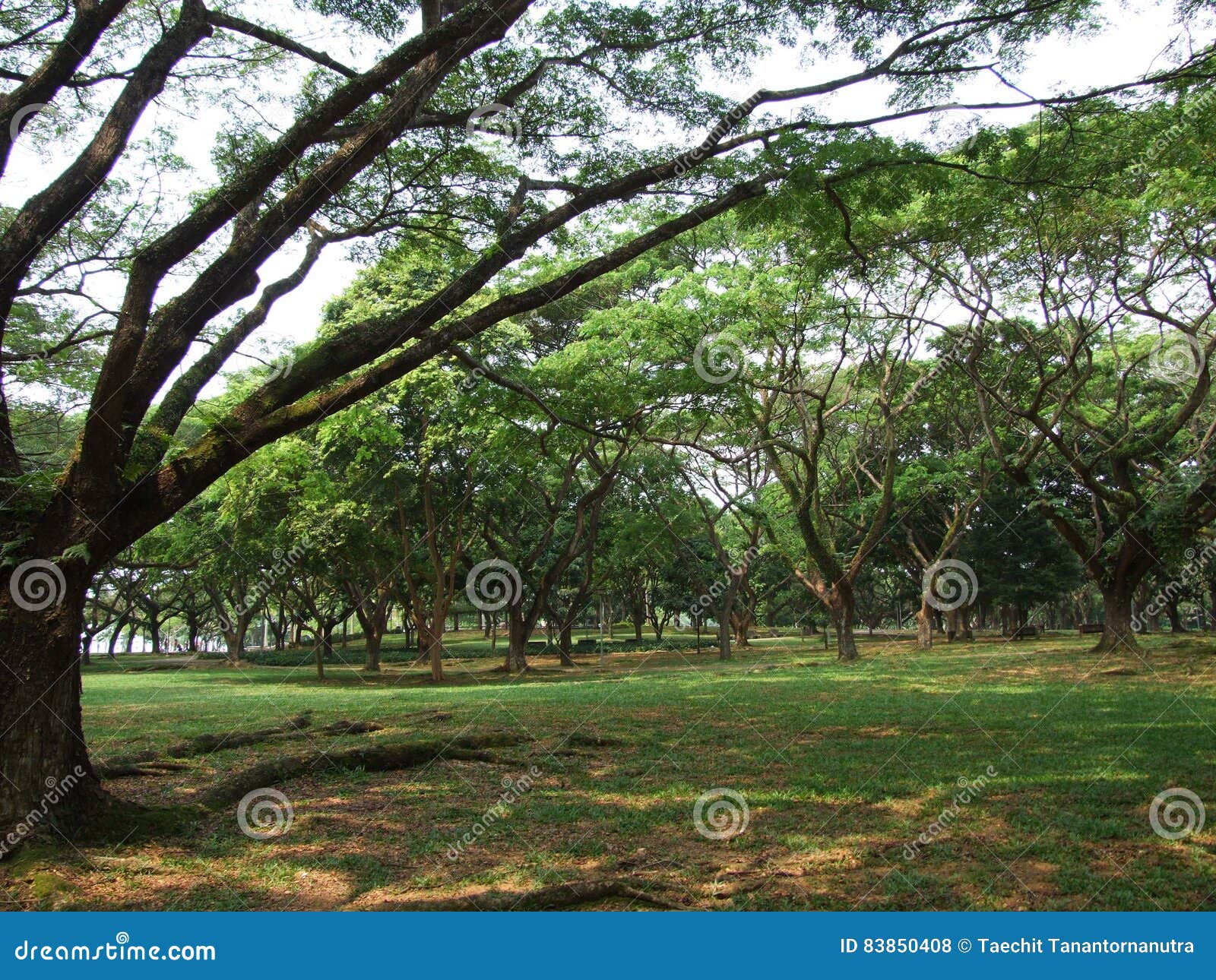 Group of Mimosa tree stock photo. Image of color, season - 83850408