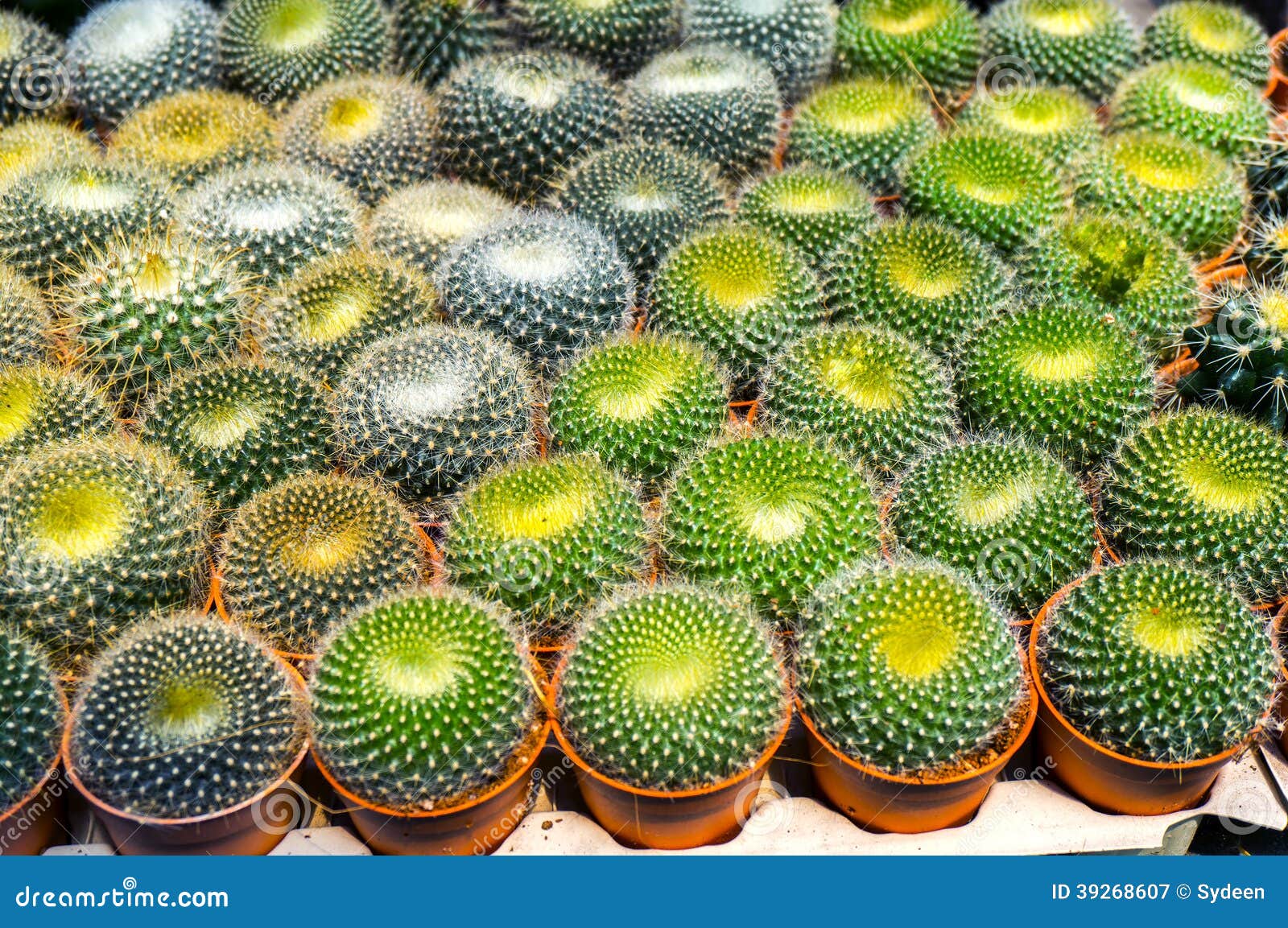 Group of mini cactus stock image. Image of round, shape - 39268607