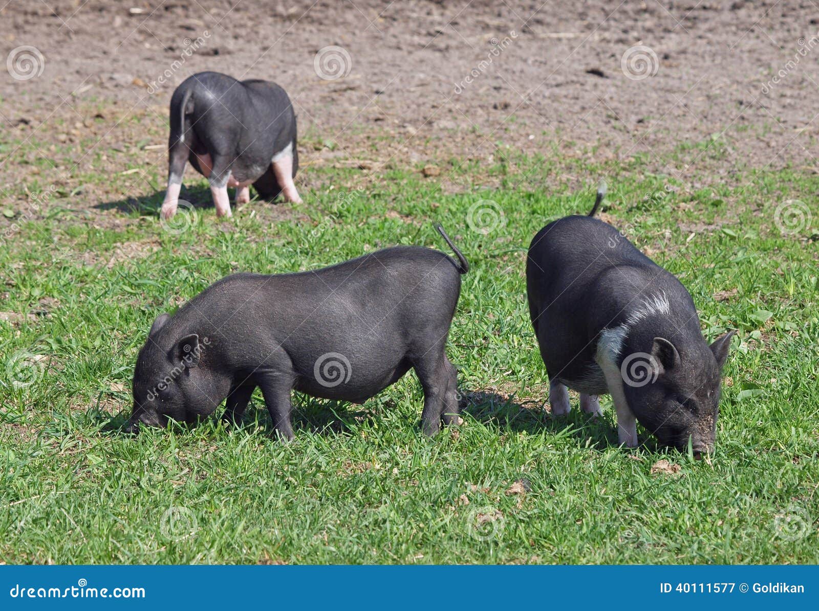 Group mini pigs on pasture stock image. Image of livestock - 40111577