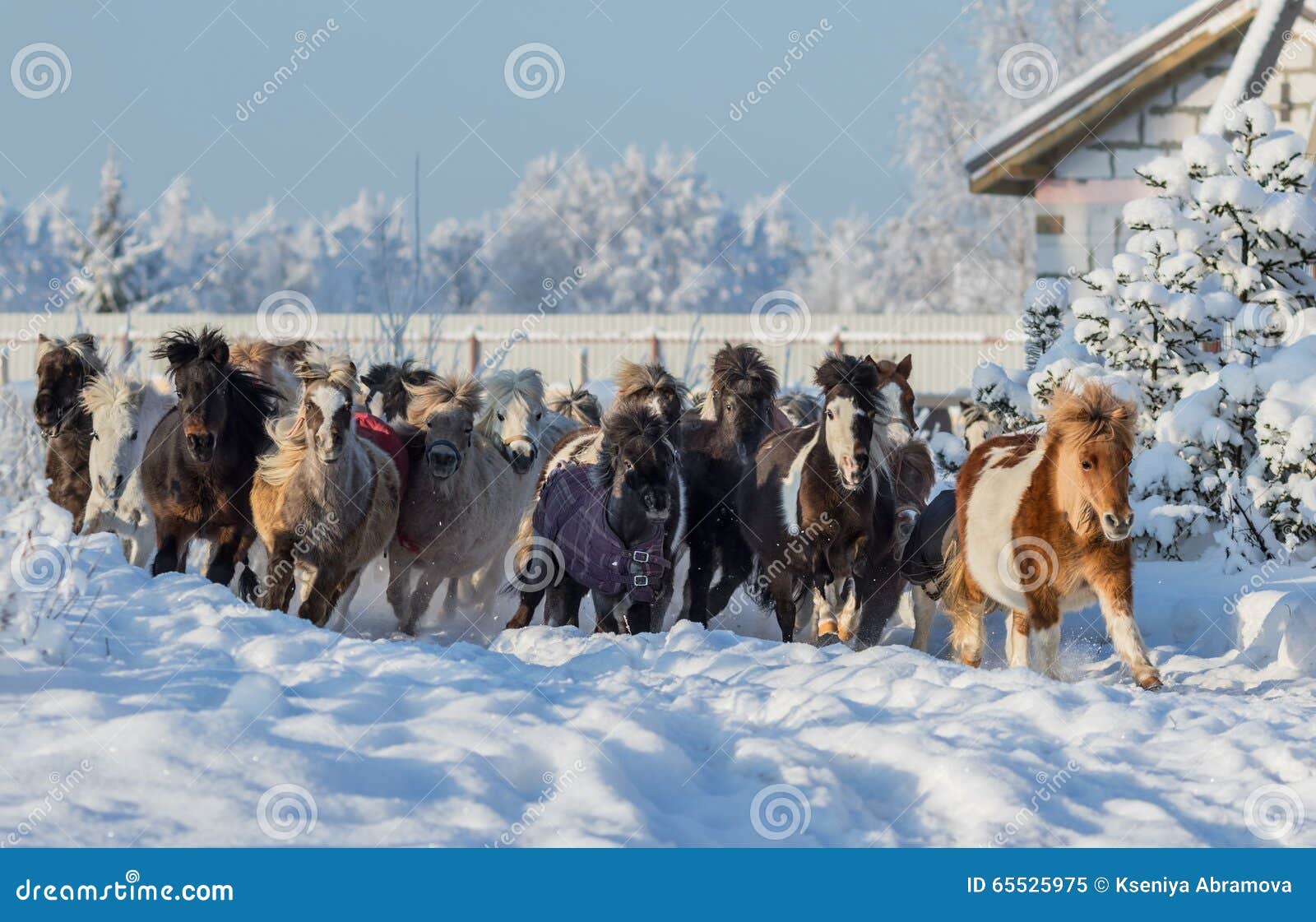 Group of Miniature Horses Galloping on Walk Stock Image - Image of ...