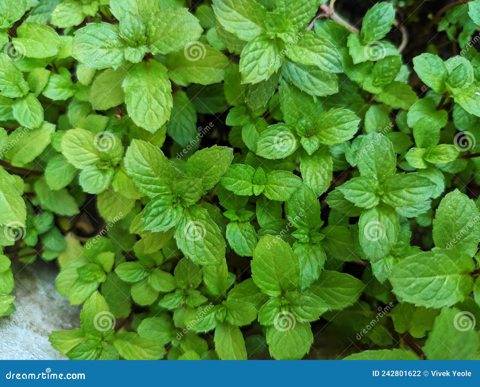 Group of Mints Plant in Garden Summer Plant in Pot in Garden in India ...
