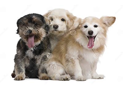 Group of mixed-breeds stock photo. Image of length, mouth - 15358252