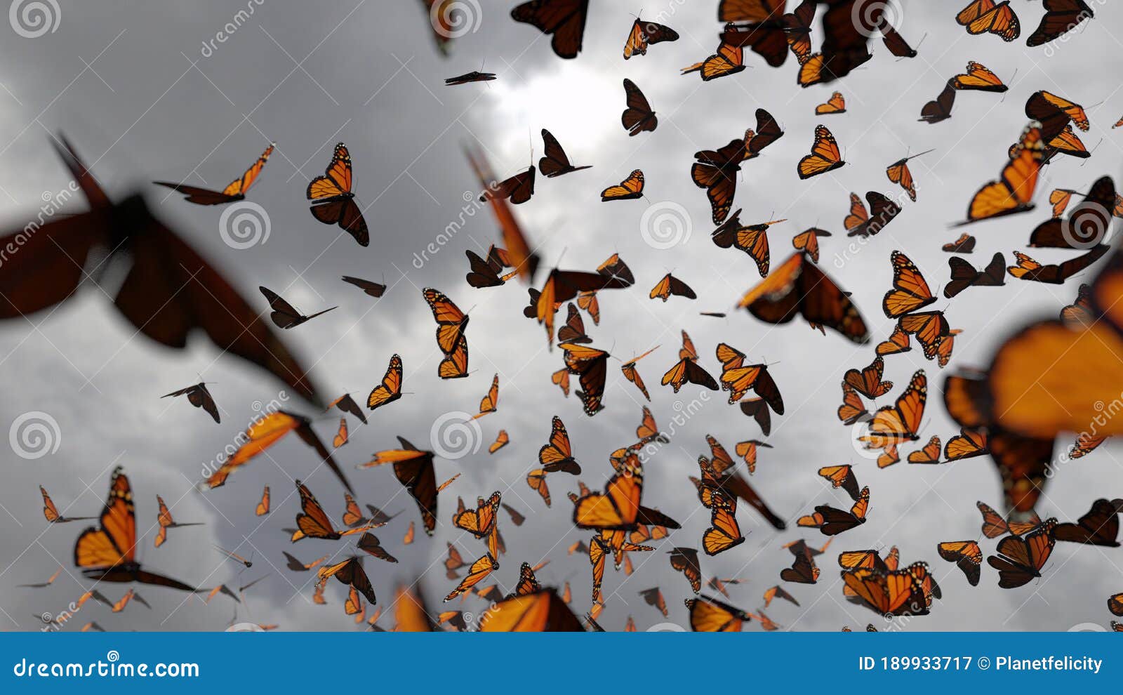 Group Of Monarch Butterflies Danaus Plexippus Swarm In Front Of Dark