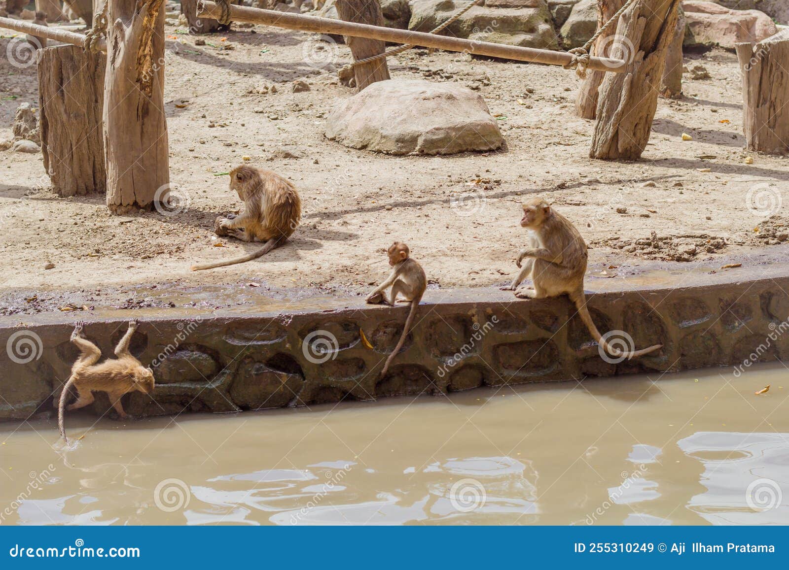A group of monkey stock image. Image of friendship, eating - 255310249