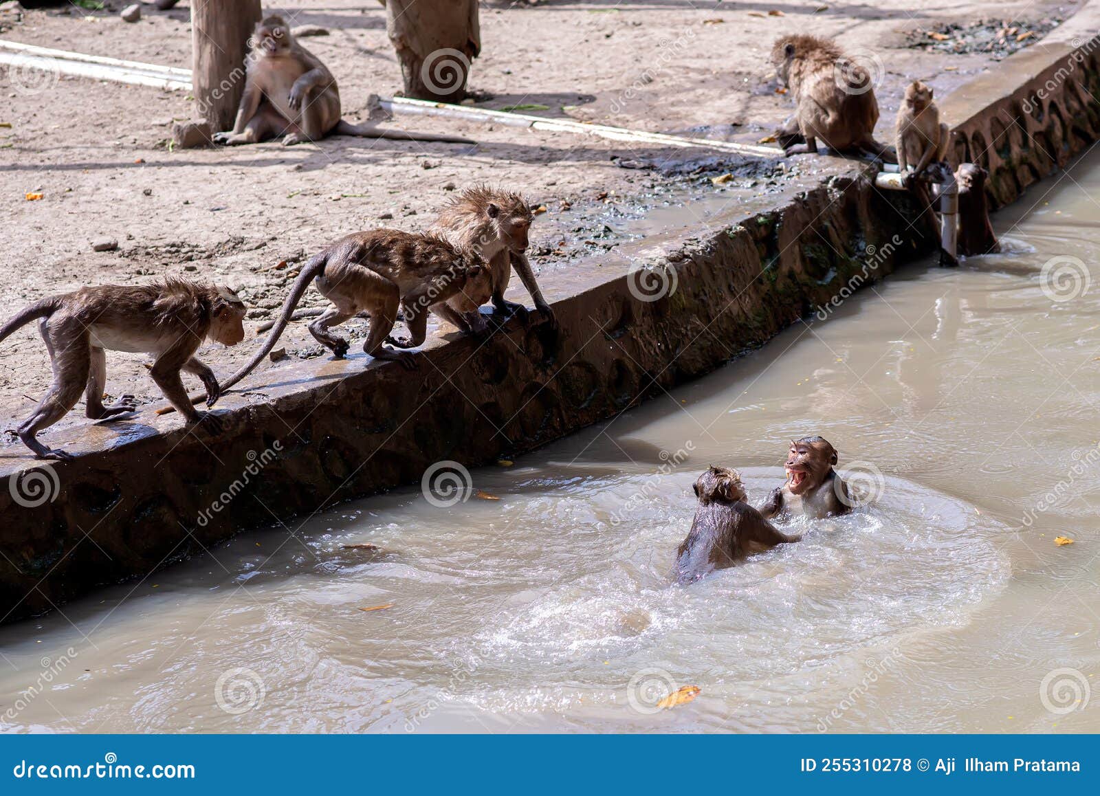 A group of monkey stock photo. Image of outdoors, horizontal - 255310278