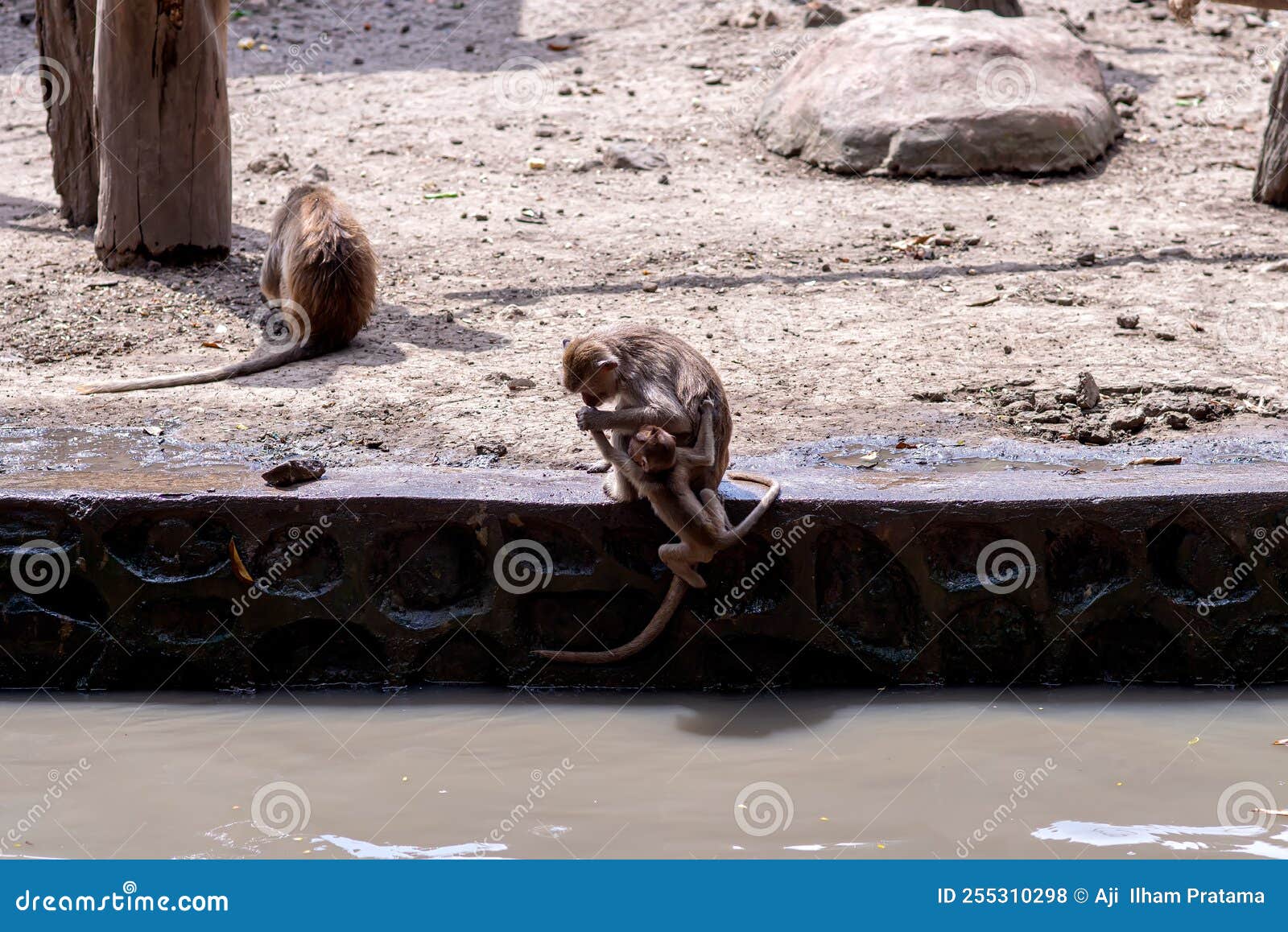 A group of monkey stock photo. Image of group, jungle - 255310298