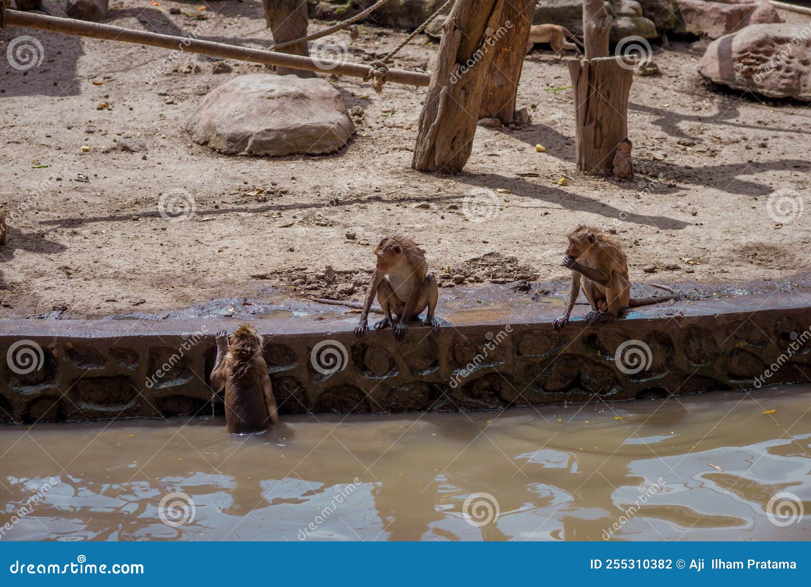 A group of monkey stock photo. Image of wildlife, wild - 255310382