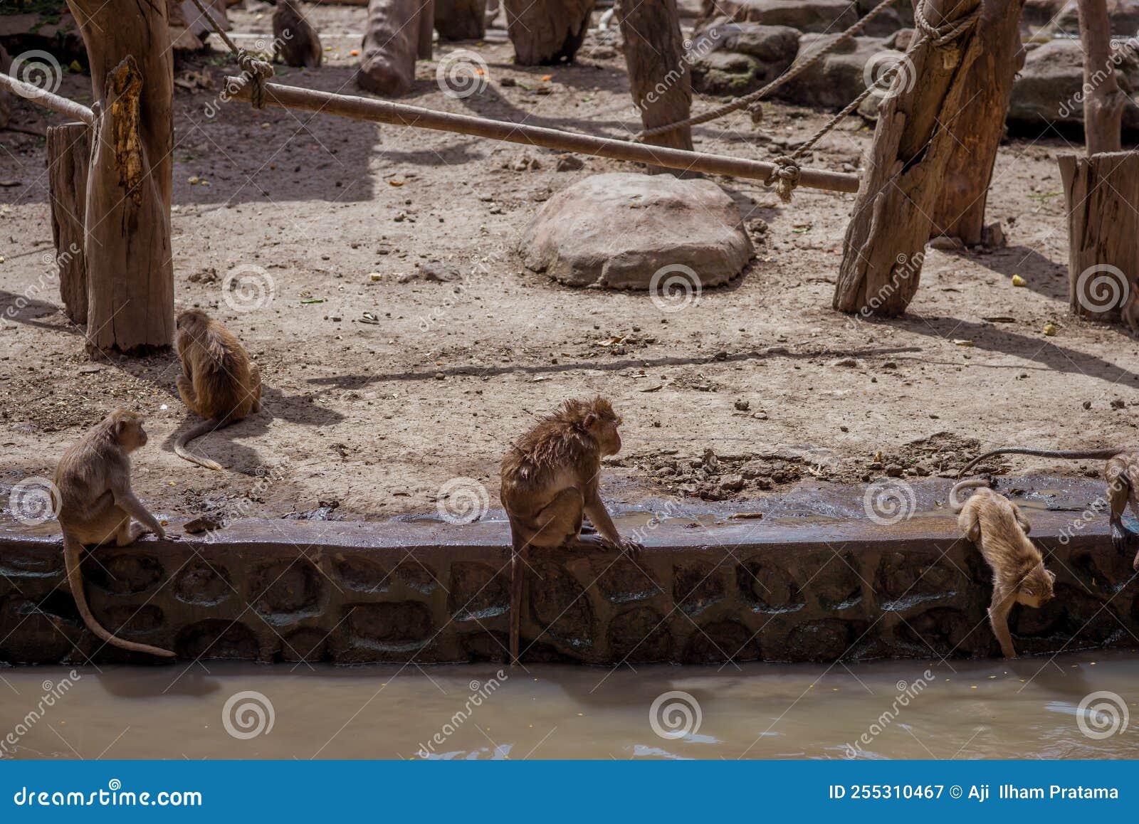 A group of monkey stock image. Image of jungle, mammal - 255310467