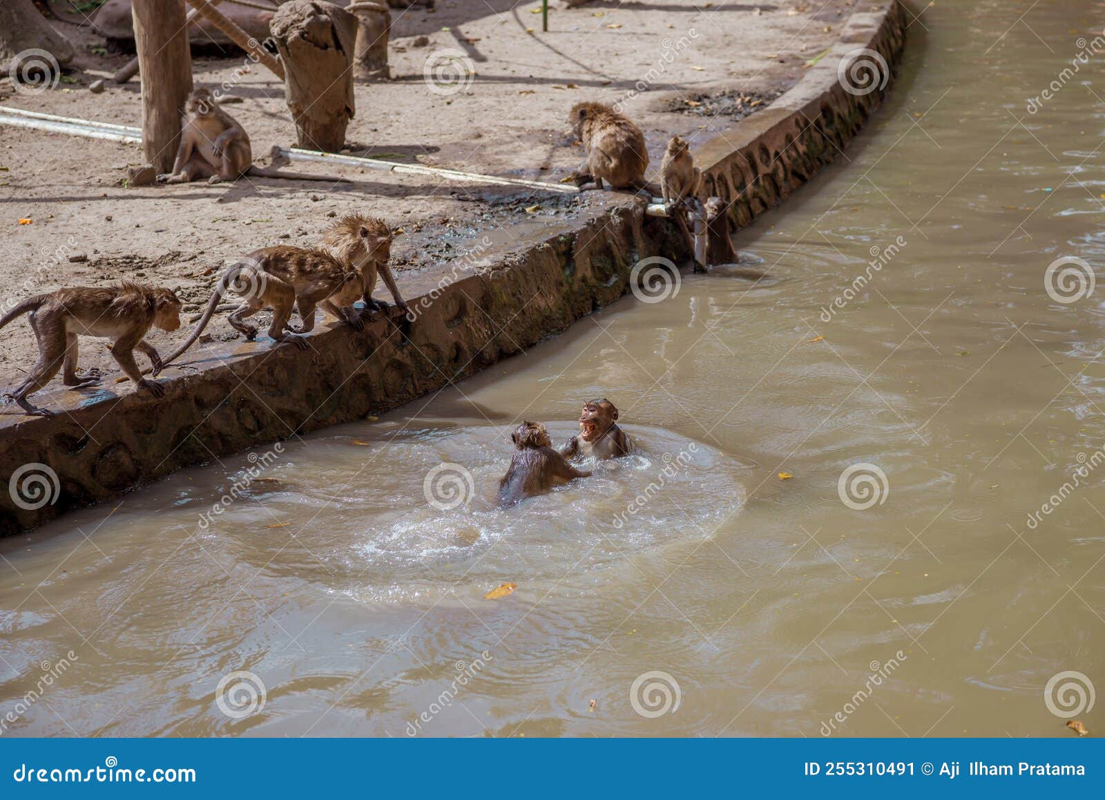 A group of monkey stock image. Image of group, color - 255310491