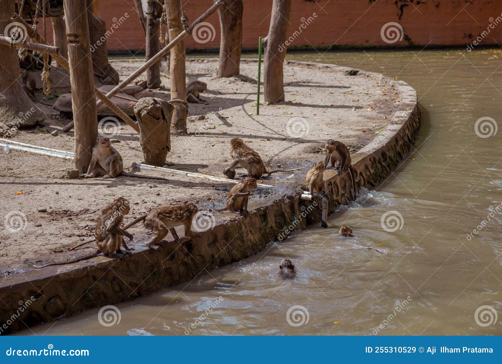 A group of monkey stock image. Image of hair, forest - 255310529