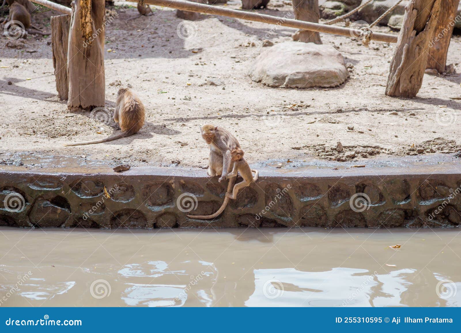 A group of monkey stock image. Image of wildlife, forest - 255310595
