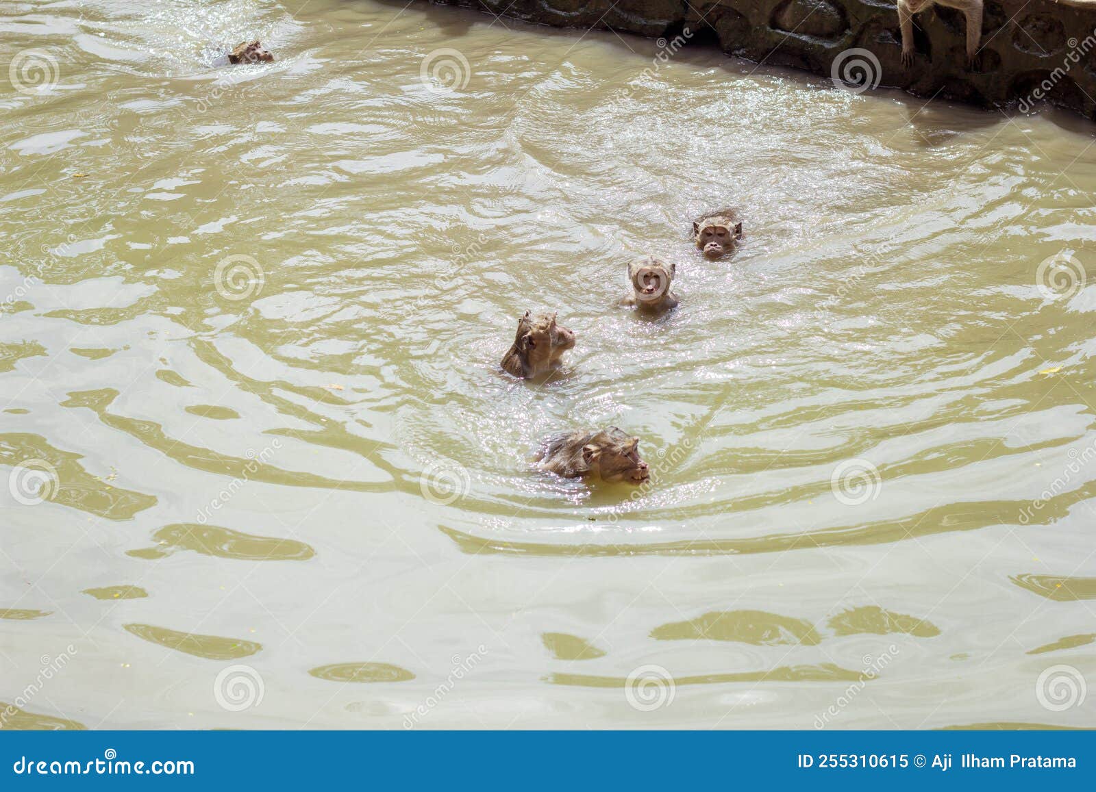 A group of monkey stock image. Image of forest, mammal - 255310615