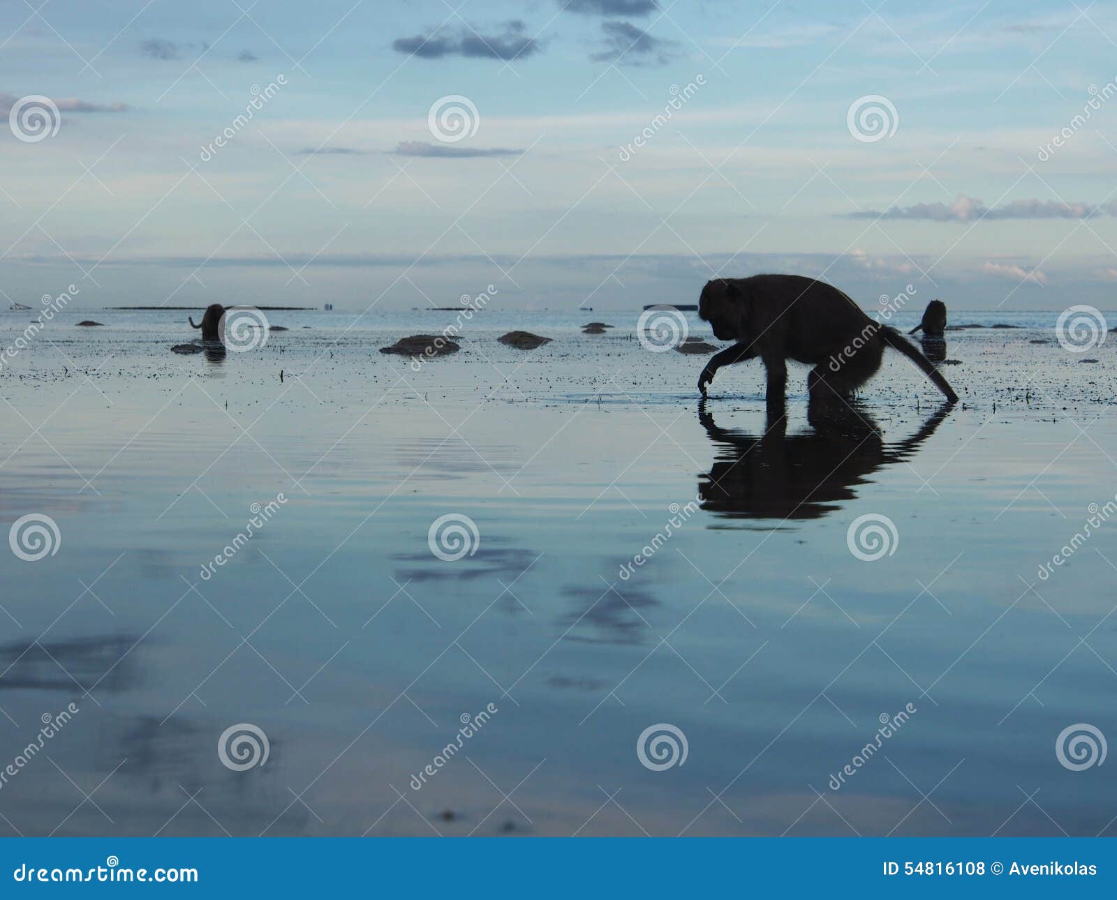 Group of Monkey Taking Bath in the Sea Stock Photo - Image of moon ...