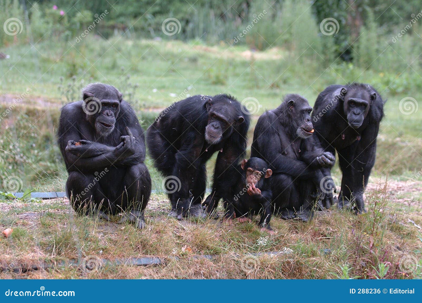 Group of monkeys stock photo. Image of animals, primates - 288236