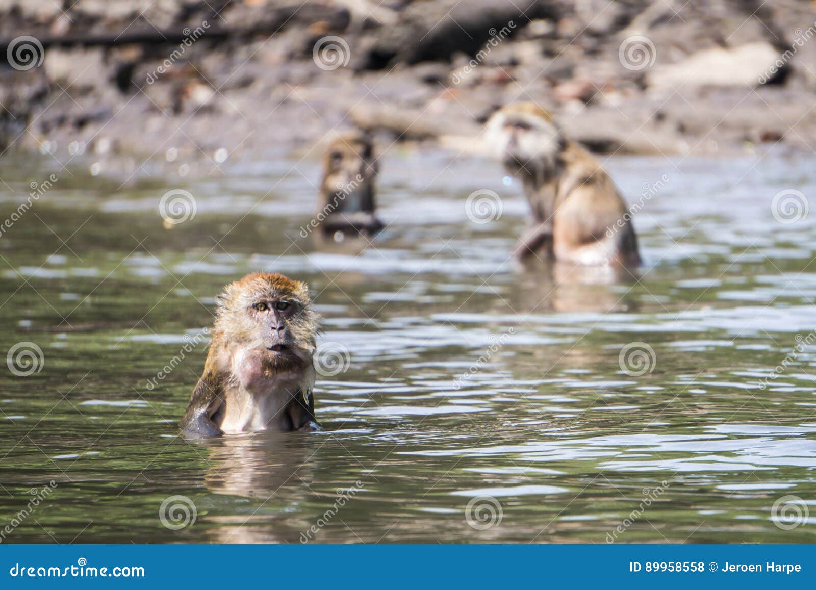 Group of monkeys bathing stock photo. Image of eyes, bathing - 89958558