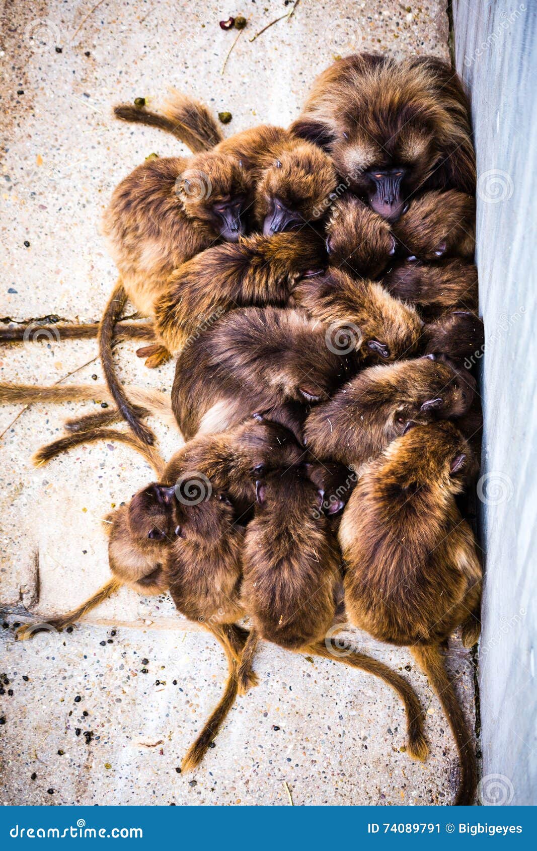 Group of monkeys cuddle stock image. Image of wild, cold - 74089791