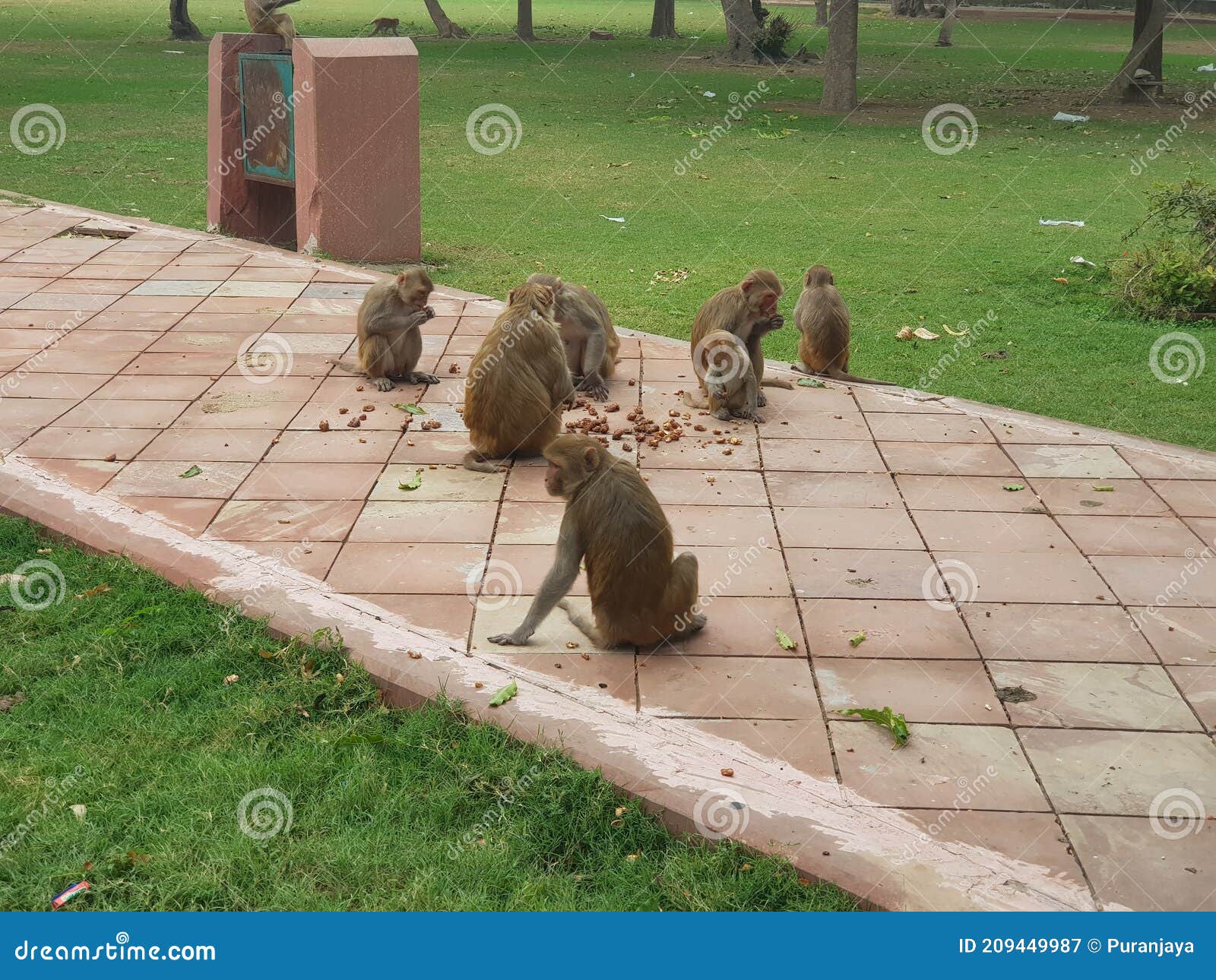 A Group of Monkeys Eating Groundnuts Stock Image - Image of mammal ...