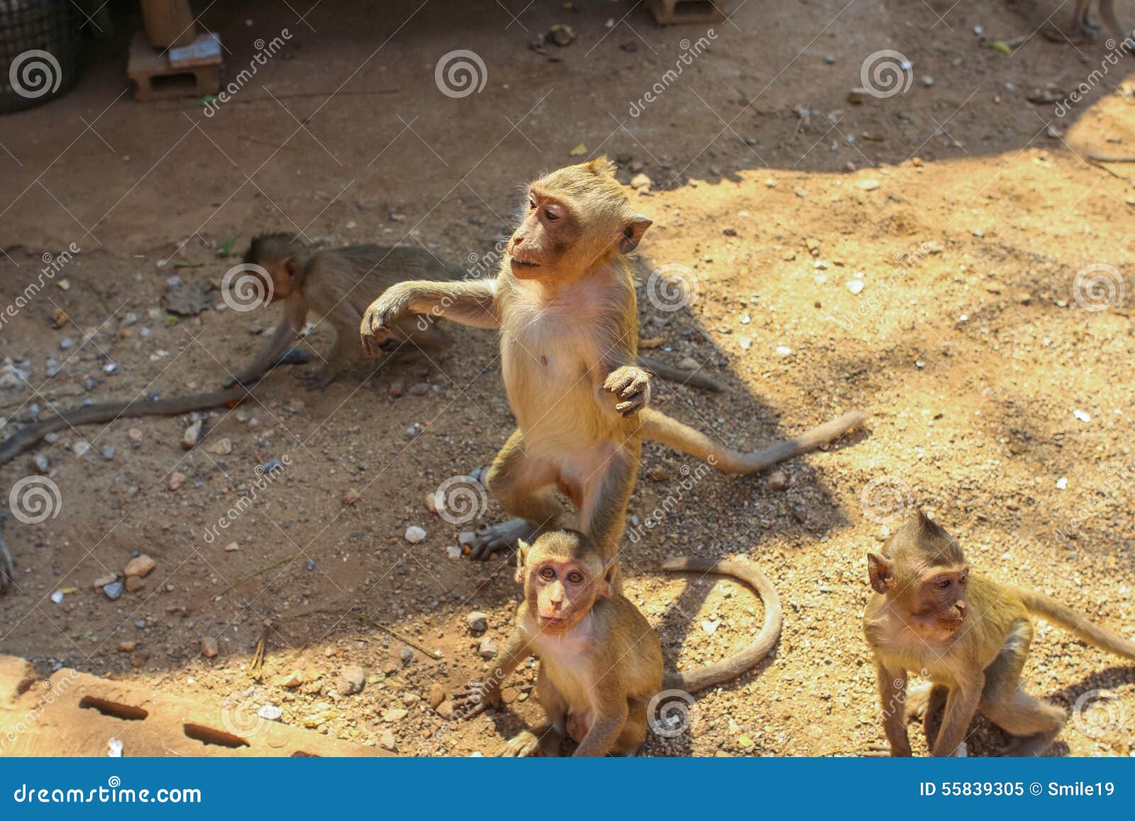 Group of monkeys. stock image. Image of fauna, covey - 55839305