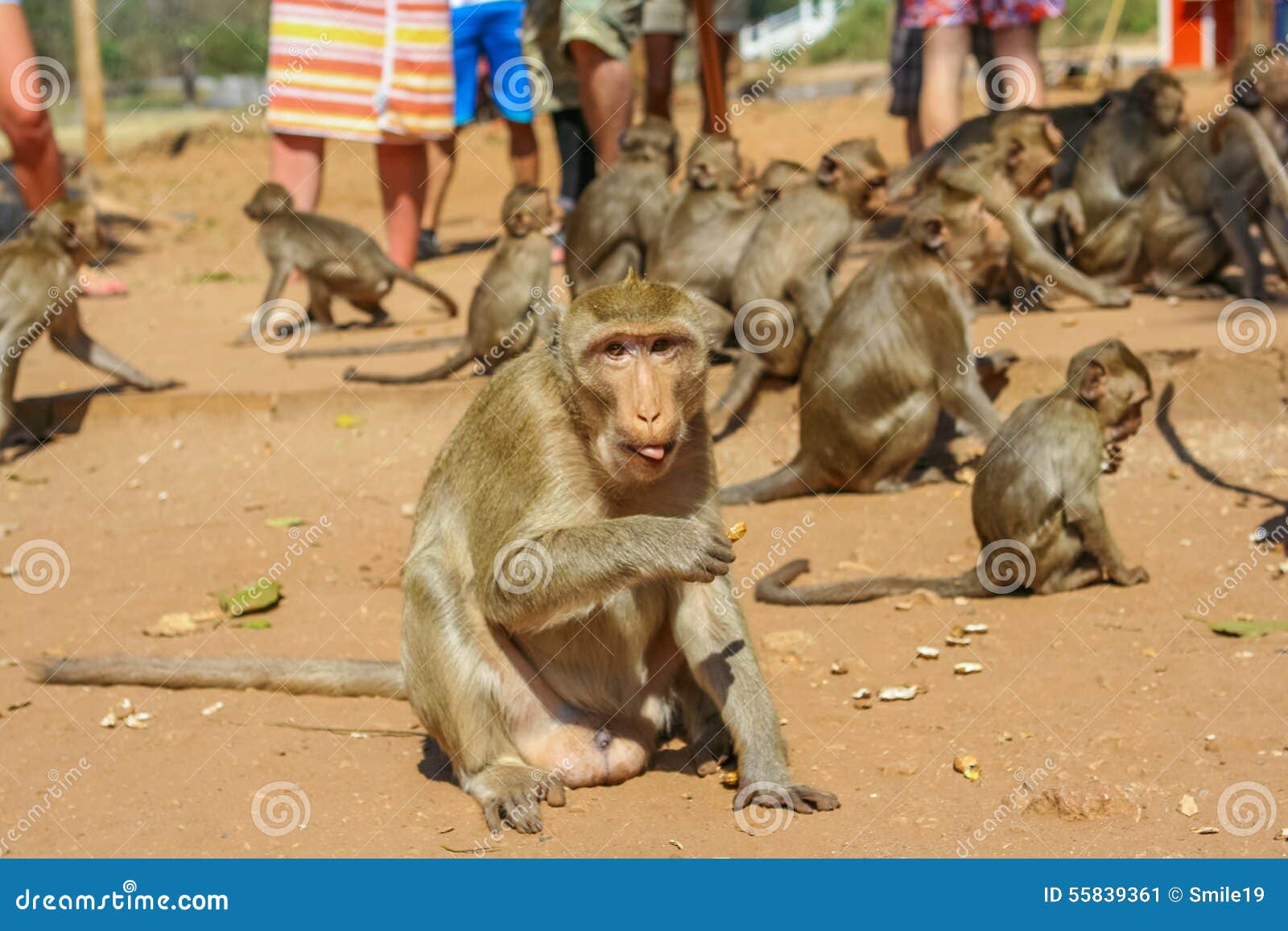 Group of monkeys.