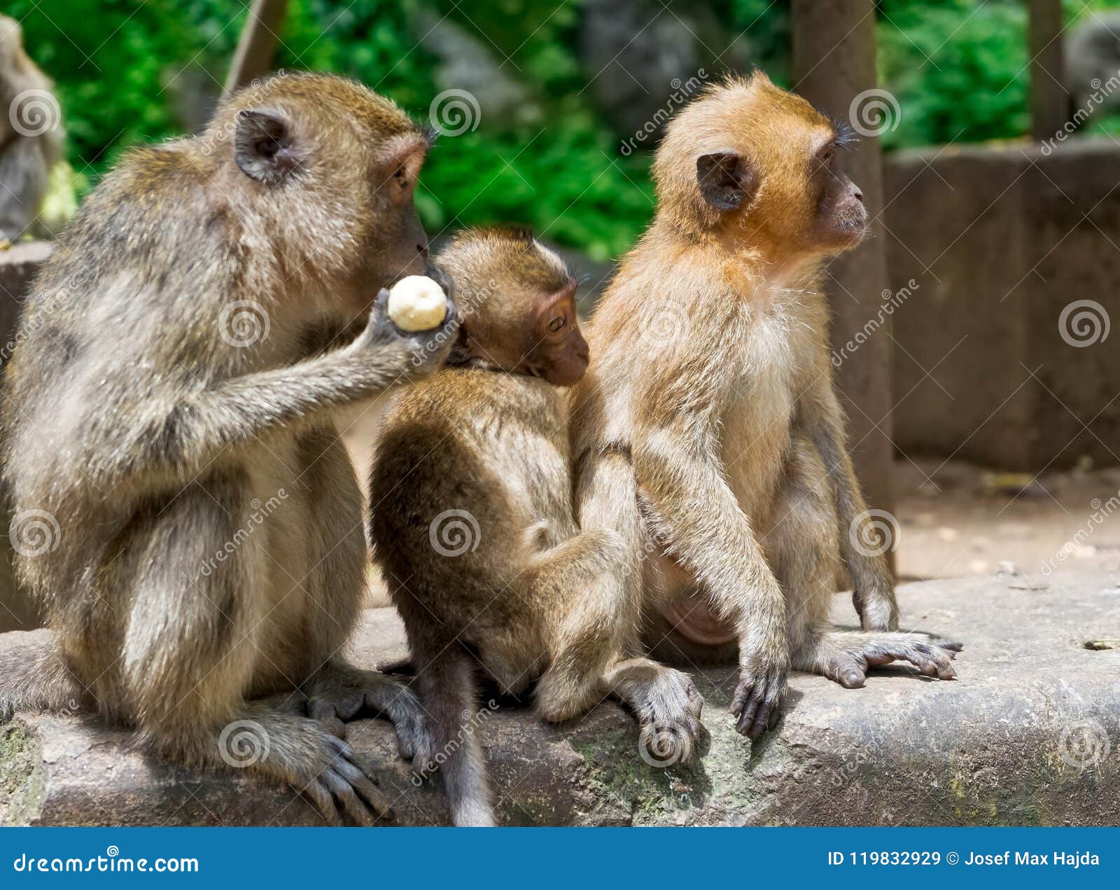 Group of monkeys stock image. Image of climbing, park - 119832929