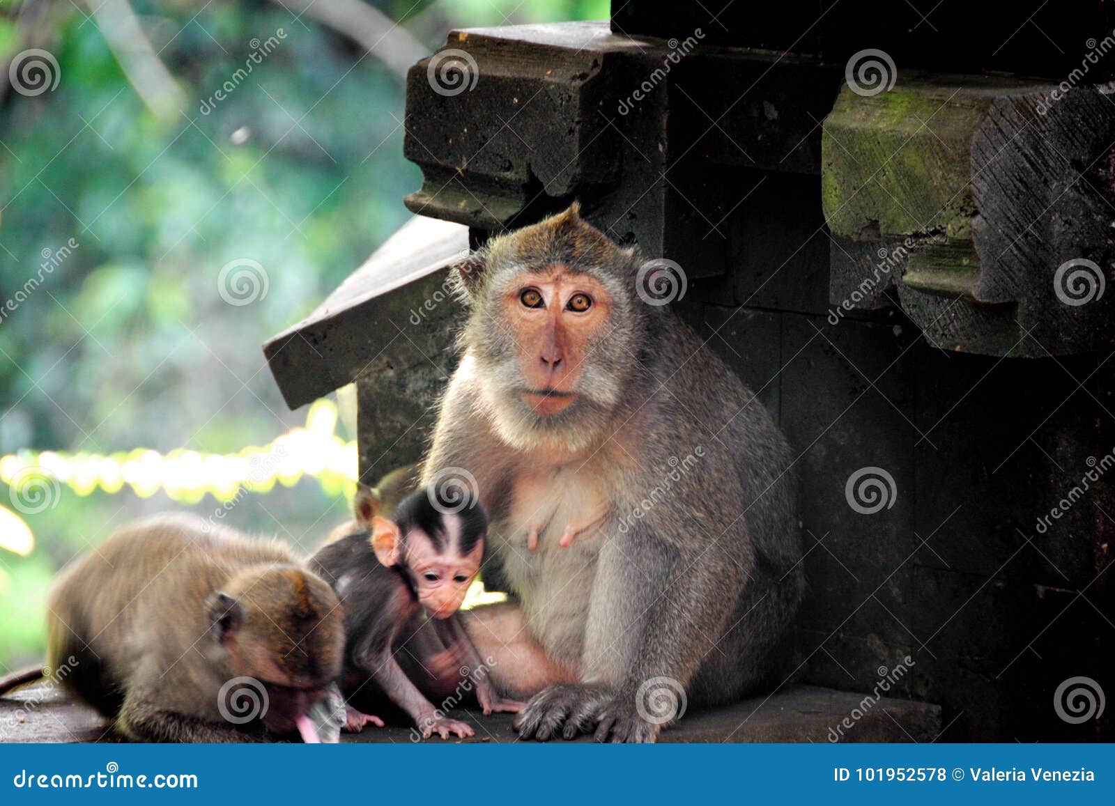 Group of monkeys stock photo. Image of temple, monkeys - 101952578