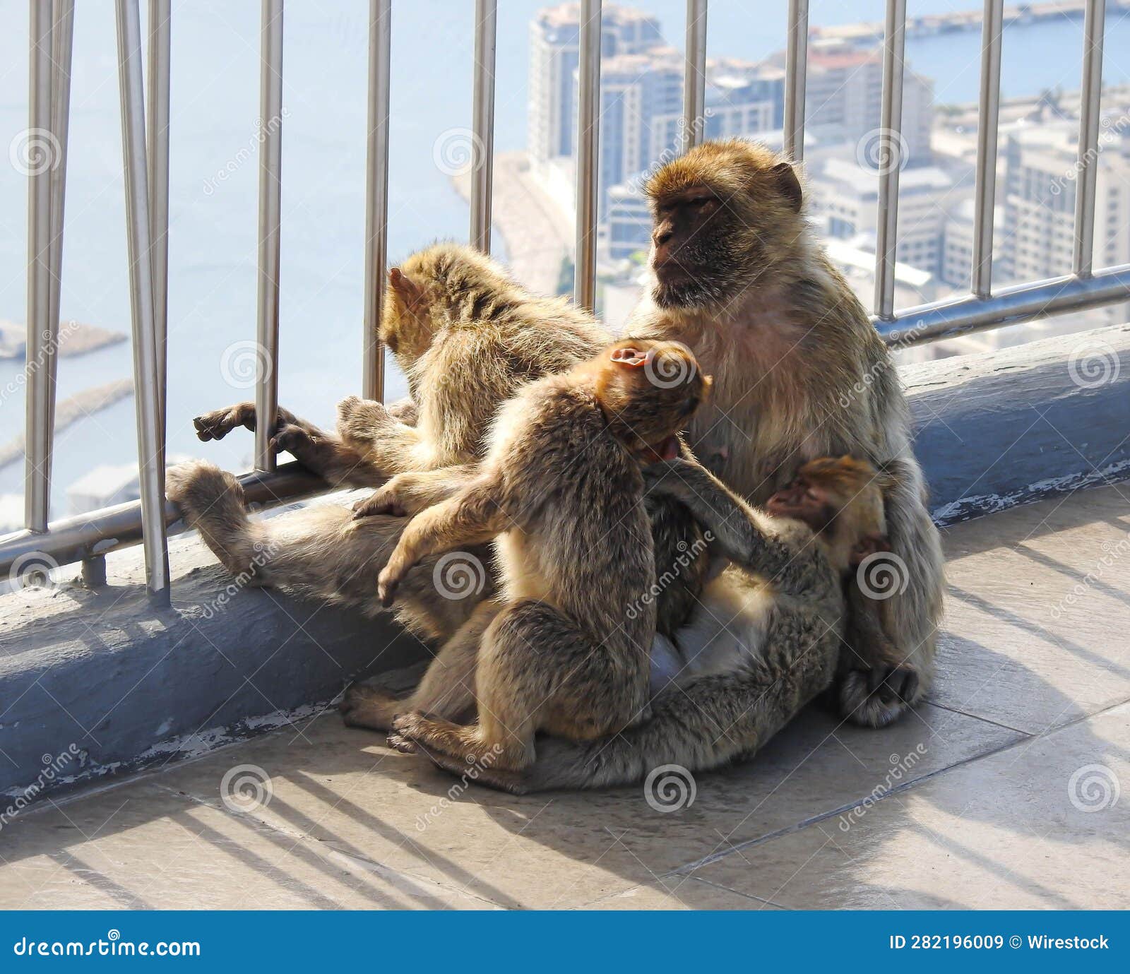 Group of Monkeys Having Fun in the Balcony Overlooking the Cityscape ...