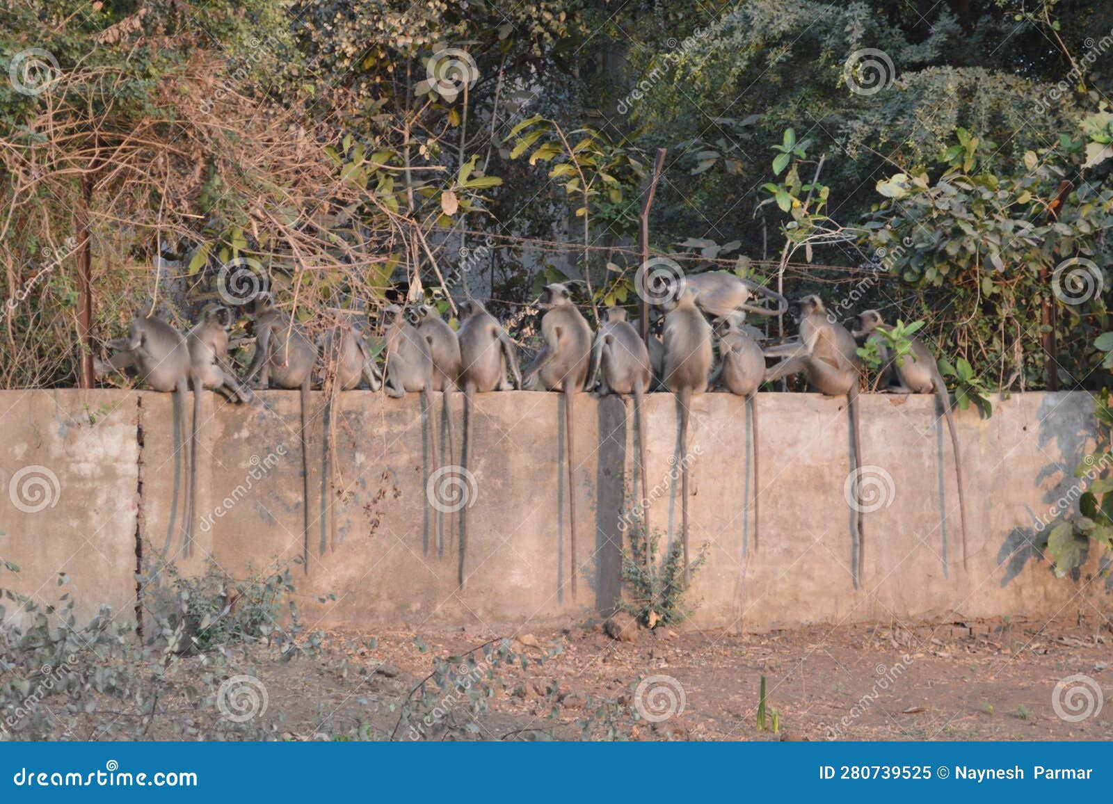 Group of Monkeys with Long Tail Sitting on Wall Stock Image - Image of ...