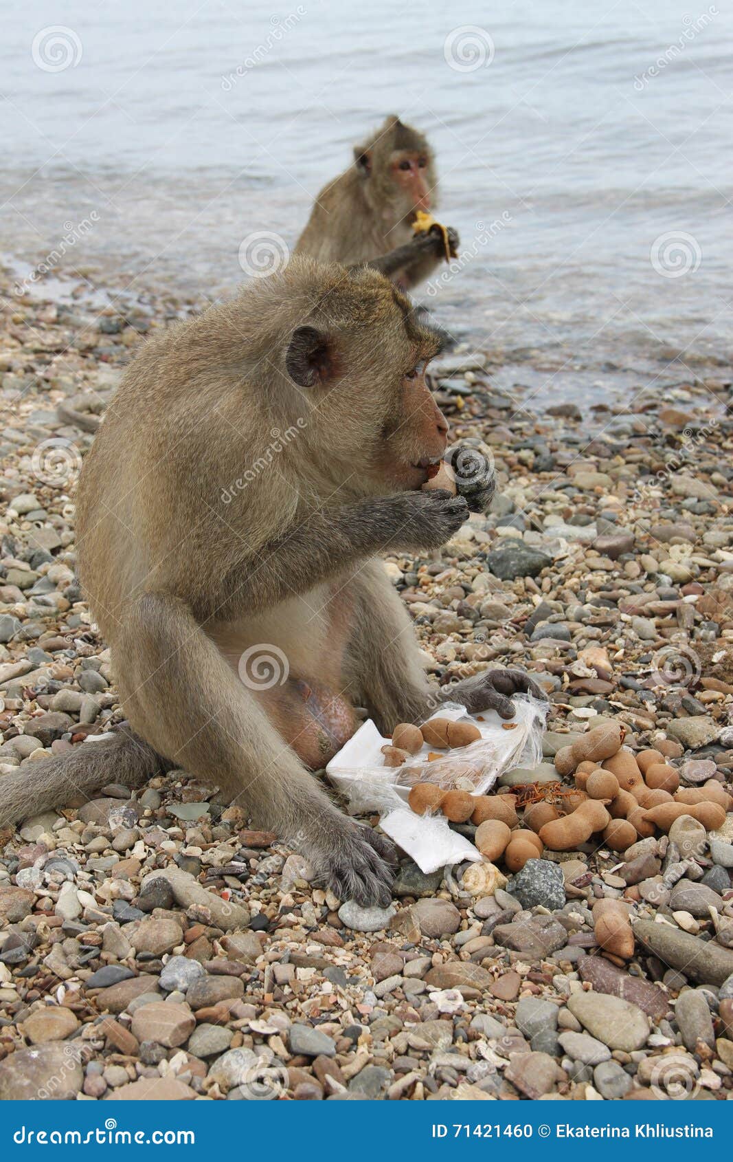Group of monkeys at lunch stock photo. Image of monkey - 71421460