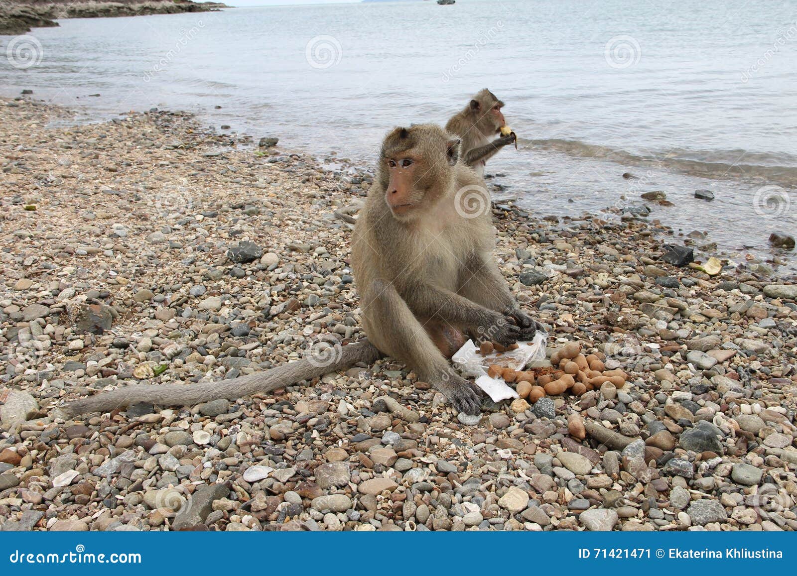 Group of monkeys at lunch stock image. Image of monkey - 71421471