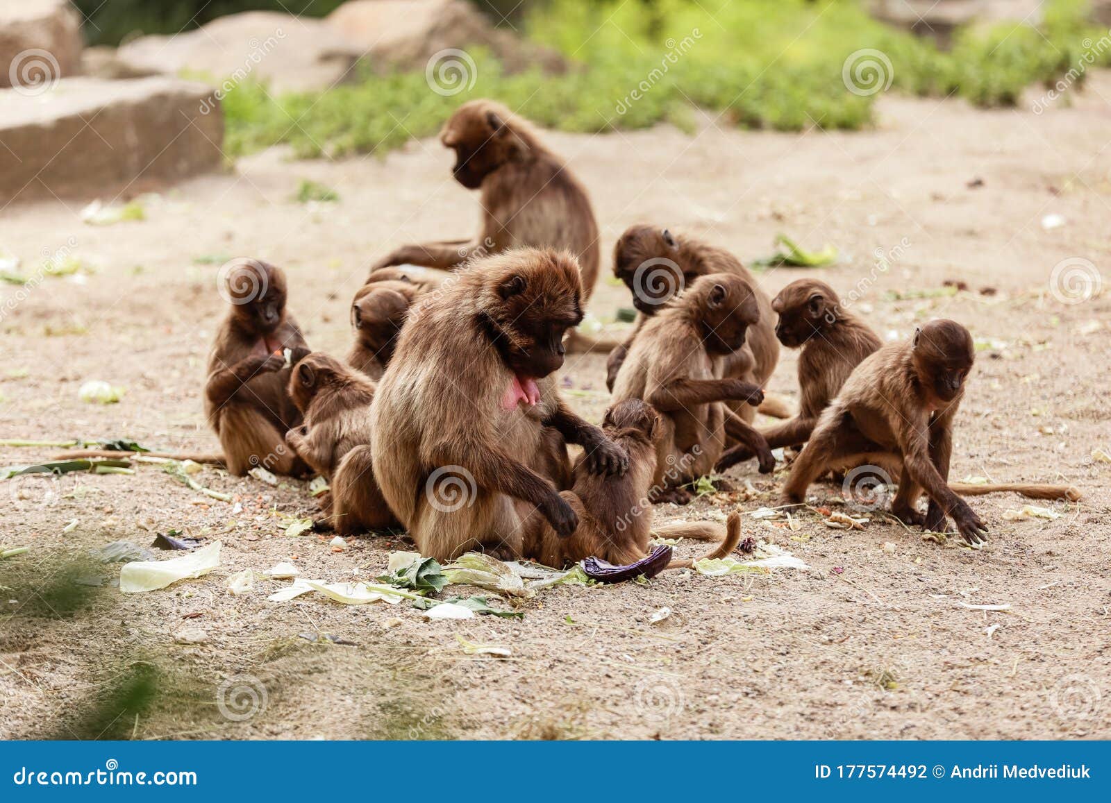A Group of Monkeys Macaques on the Ground in the Park in Their daily ...