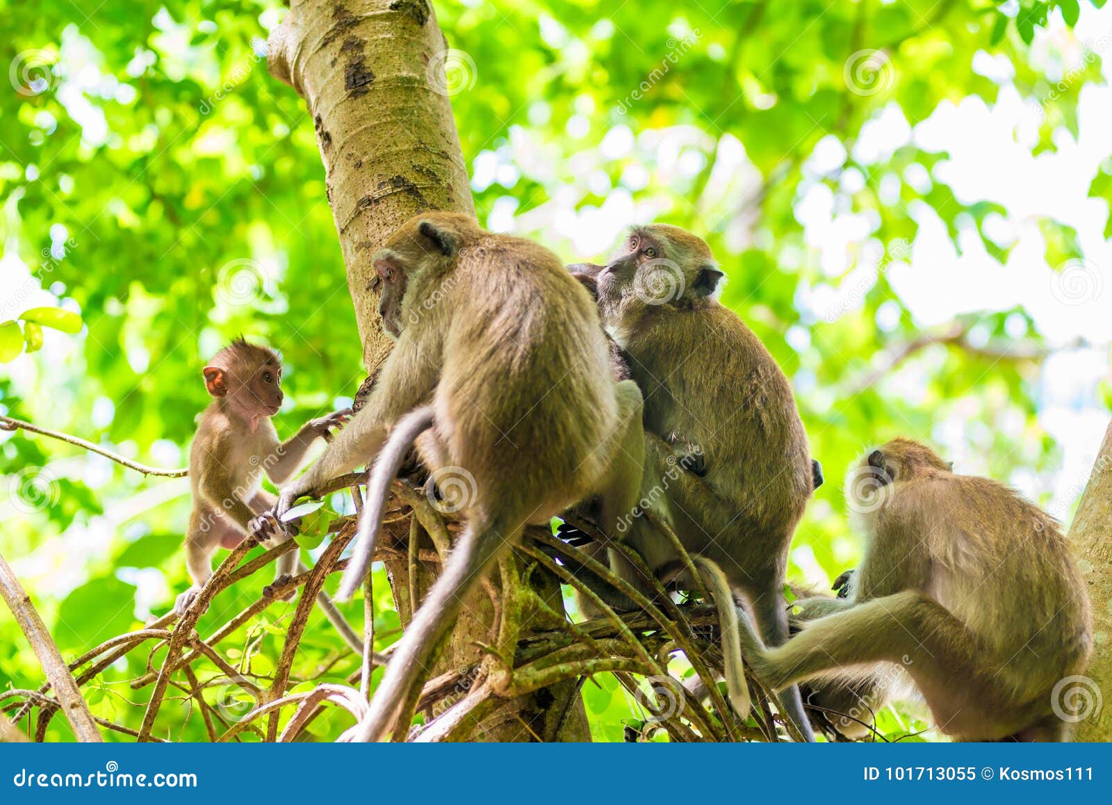 A Group of Monkeys Munching on a Tree Stock Image - Image of group ...