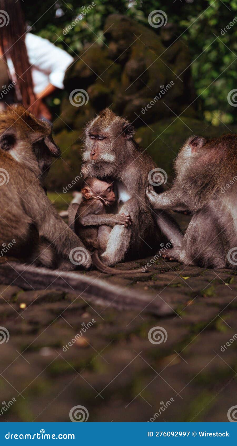 A Group of Monkeys Playing Around the Ground in Front of a Tree Stock ...