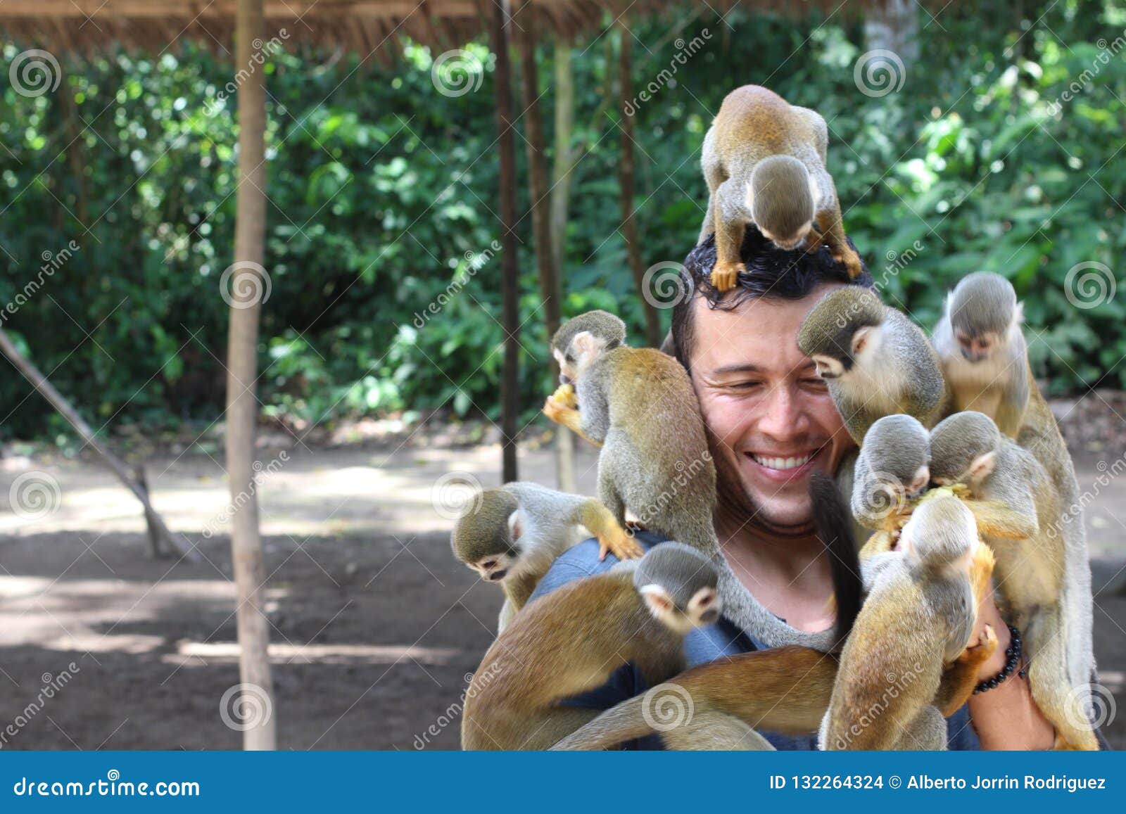 Group of Monkeys Playing with a Man Stock Photo - Image of handler ...