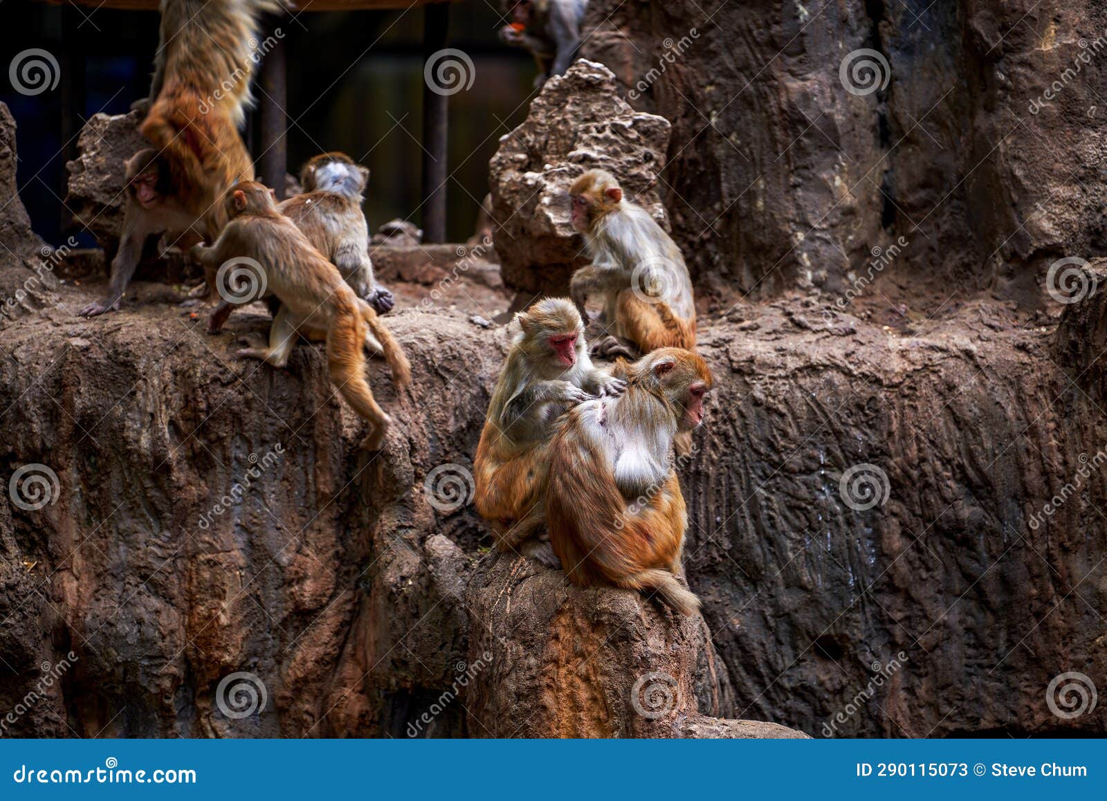 A Group of Monkeys Scratching and Living in Groups on Monkey Mountain ...