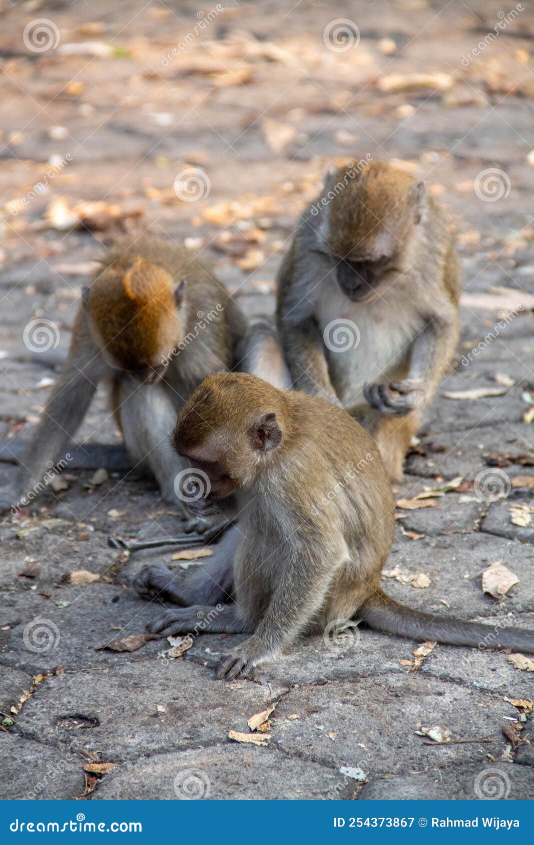 A Group of Monkeys Sitting on a Paving Road in a Protected Forest Area ...