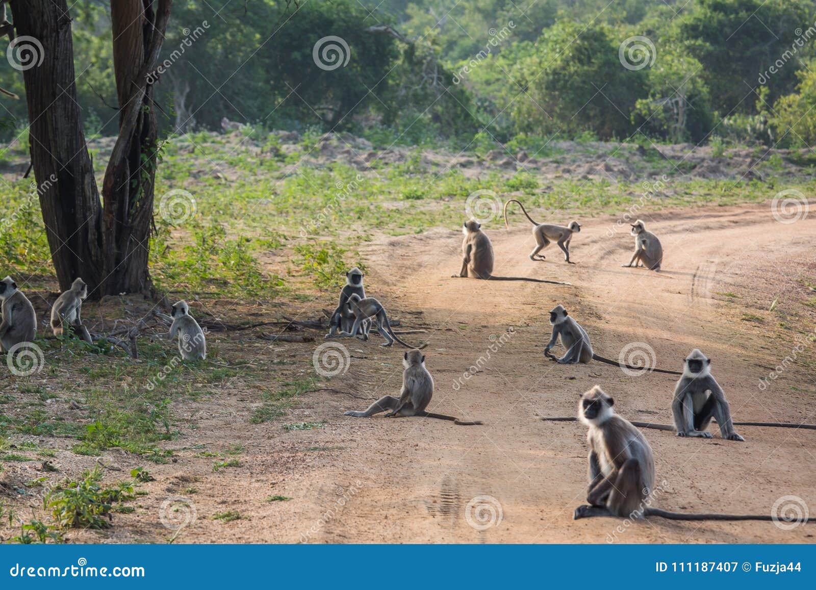 Monkeys team on the road. stock image. Image of monkey - 111187407