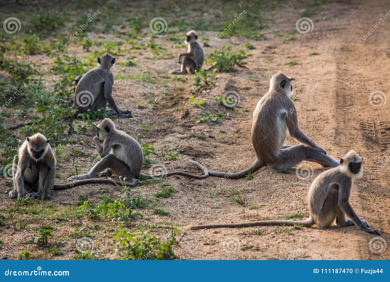 Monkeys team on the road. stock photo. Image of funny - 111187470
