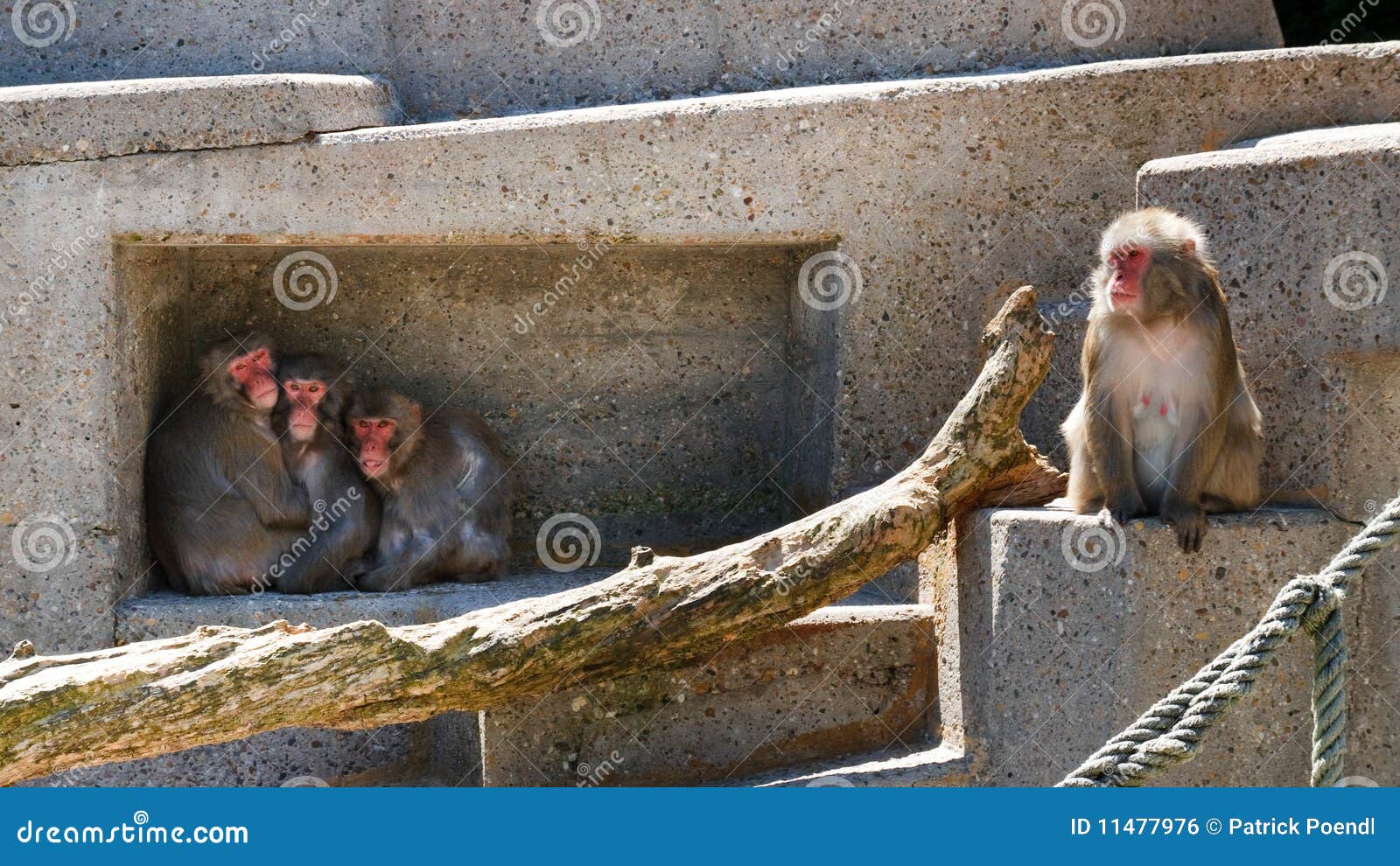 Group of Monkeys at the Zoo Passing the Time Stock Photo - Image of ...