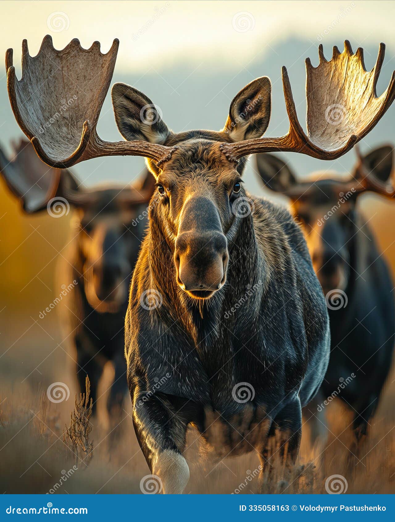 A Group of Moose Running through a Field of Tall Grass Stock Image ...