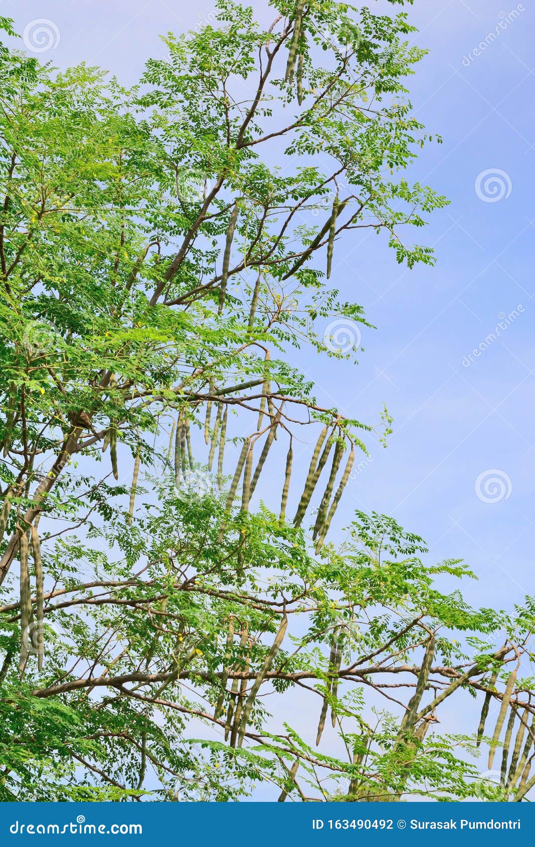 Group of Moringa on Branch Tree with Blue Sky Background Stock Photo ...