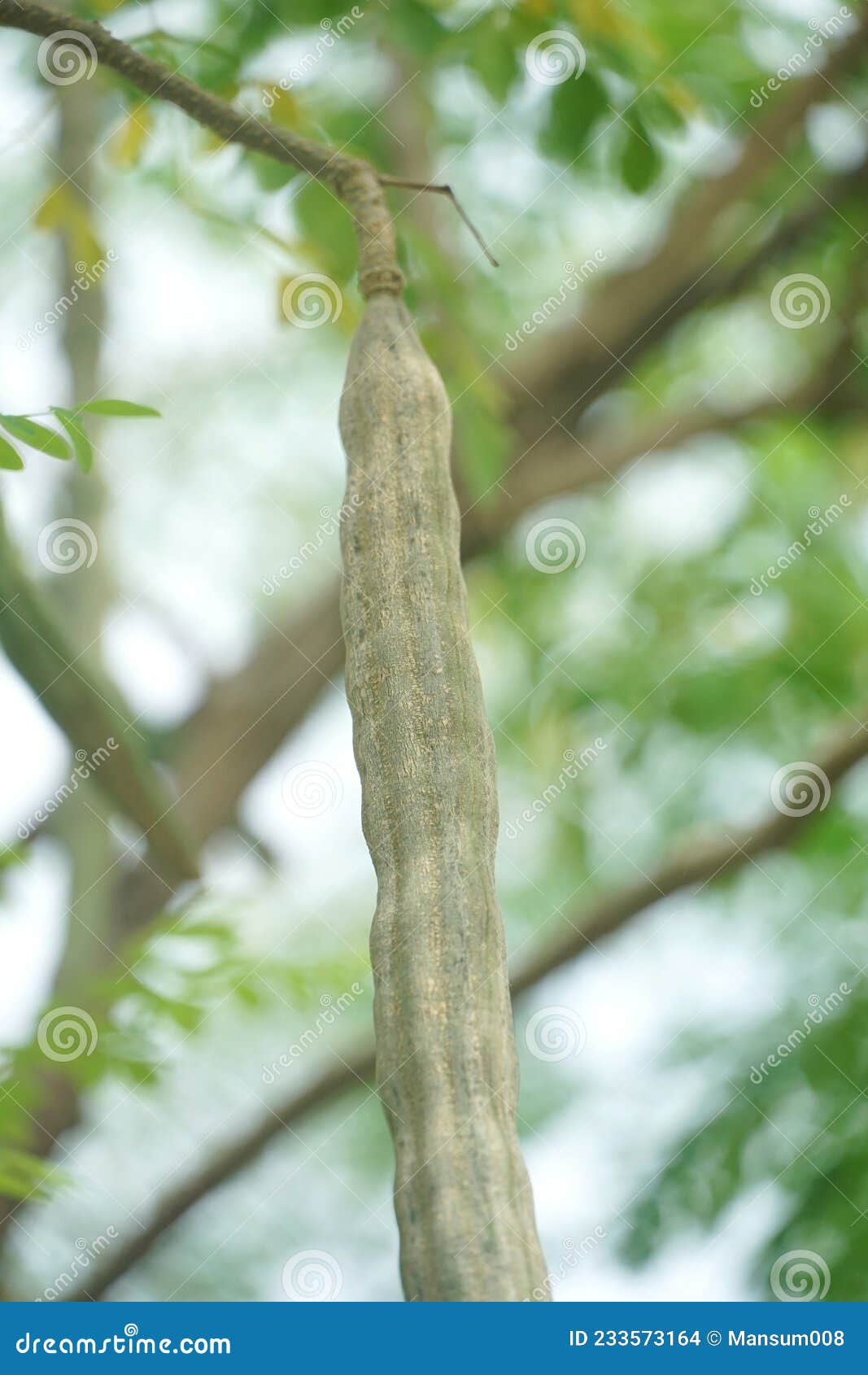 Group of Moringa on Branch Tree Stock Photo - Image of white, moringa ...