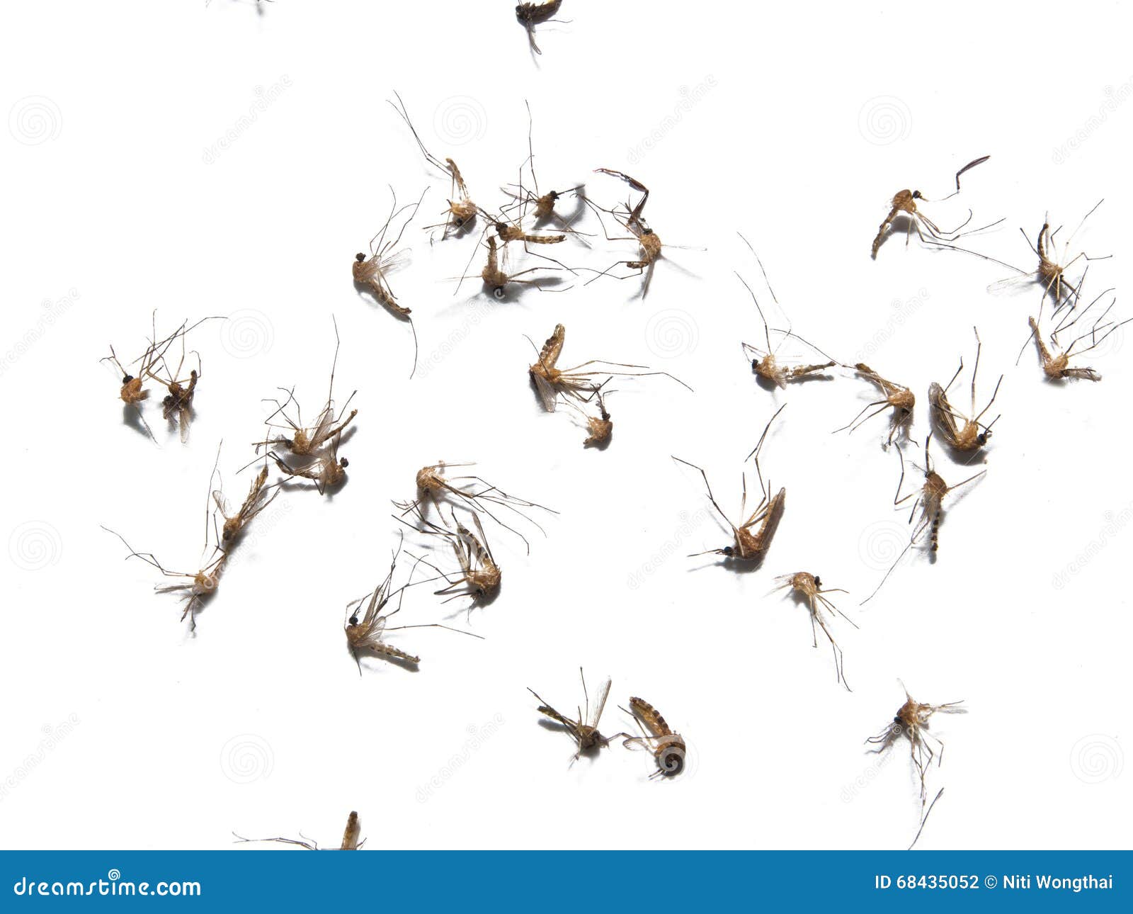Dead Mosquito Group Isolated On White Background Stock Image ...