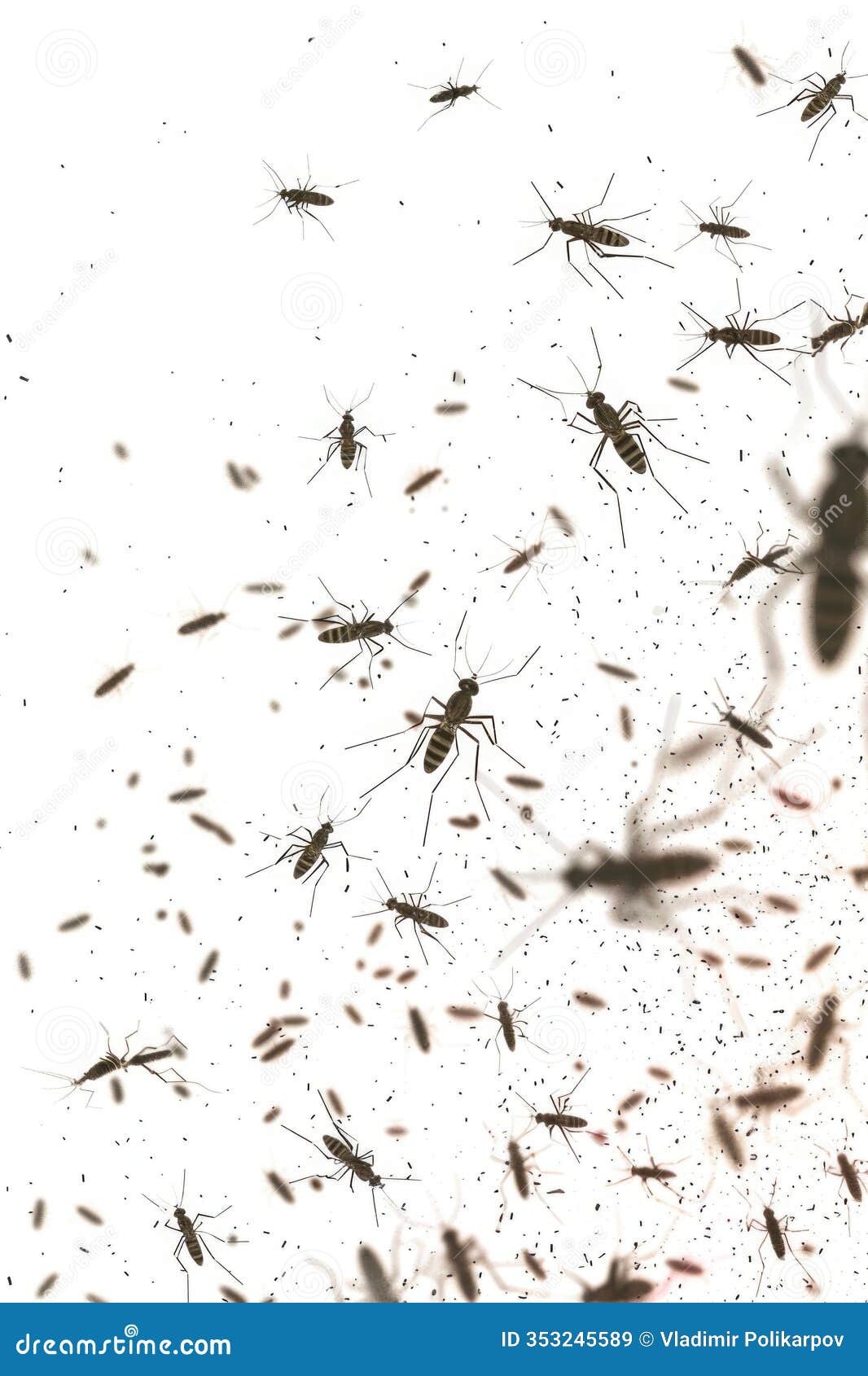 A Group of Mosquitoes Flying through the Air. Suitable for Insect ...