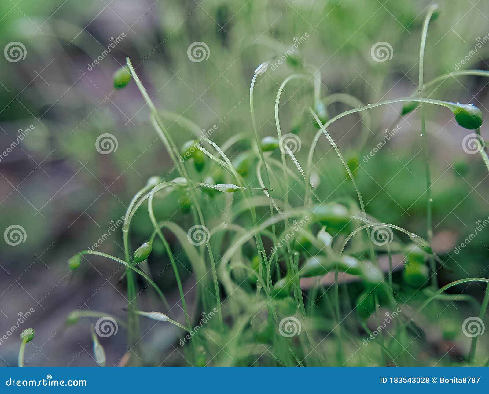 Group of Moss Seed Sprouts in Springtime. Blooming Moss in the Forest ...