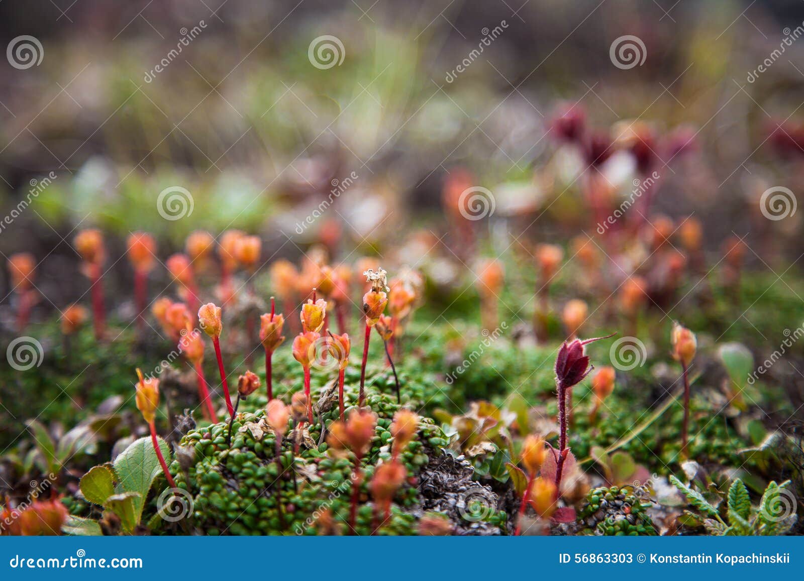Group of Moss Seed Sprouts in Springtime Stock Image - Image of flora ...